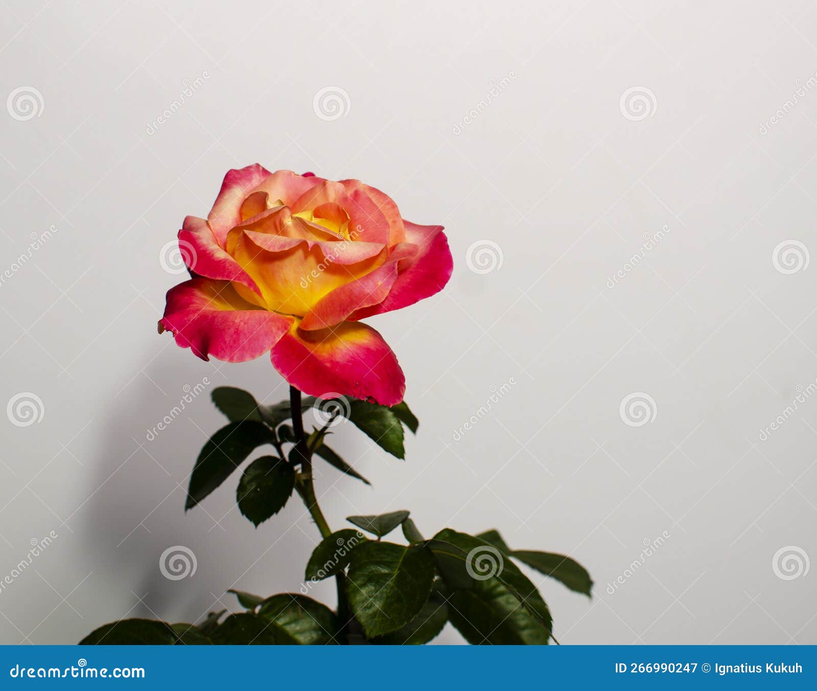 Single Red Rose with Grey Background Stock Image - Image of white ...