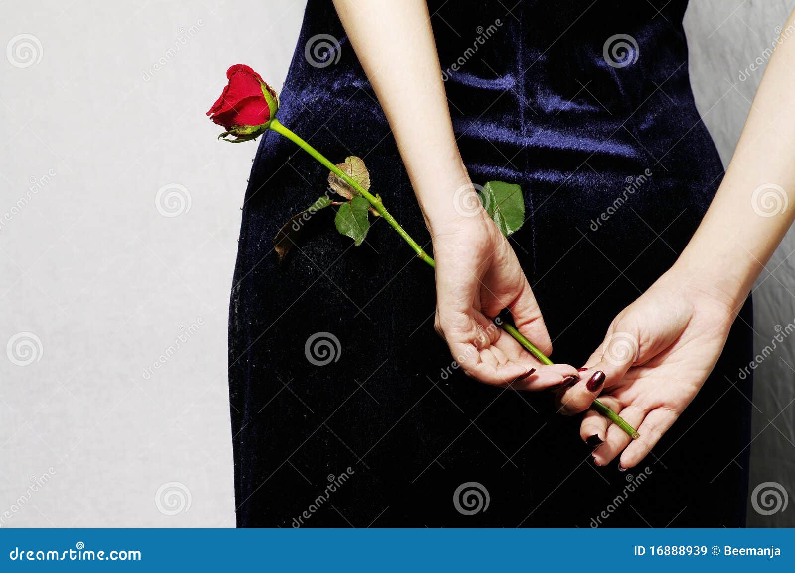 Single red rose in hand stock image. Image of hide, cutting - 16888939