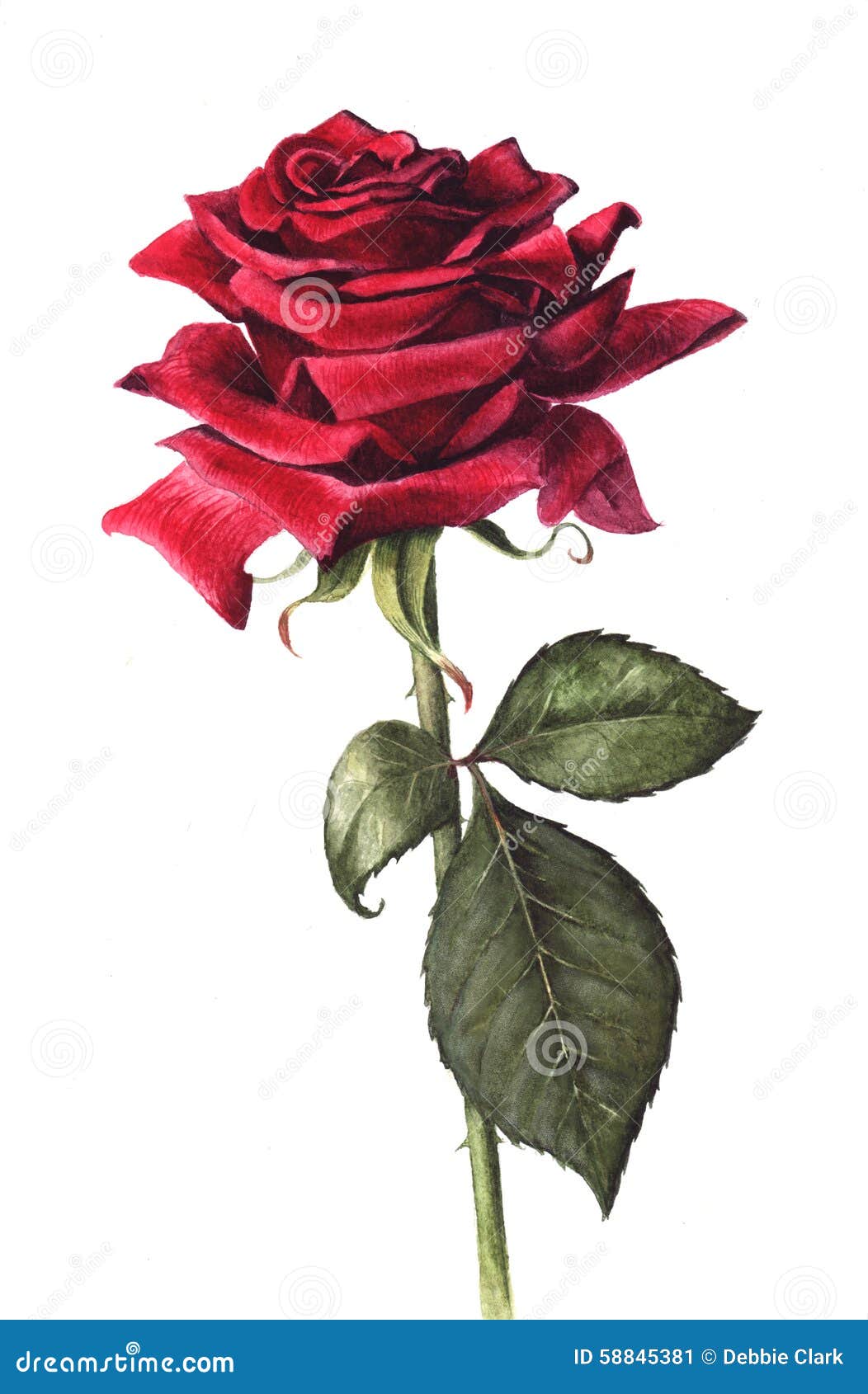 Single Rose Petals Drawing