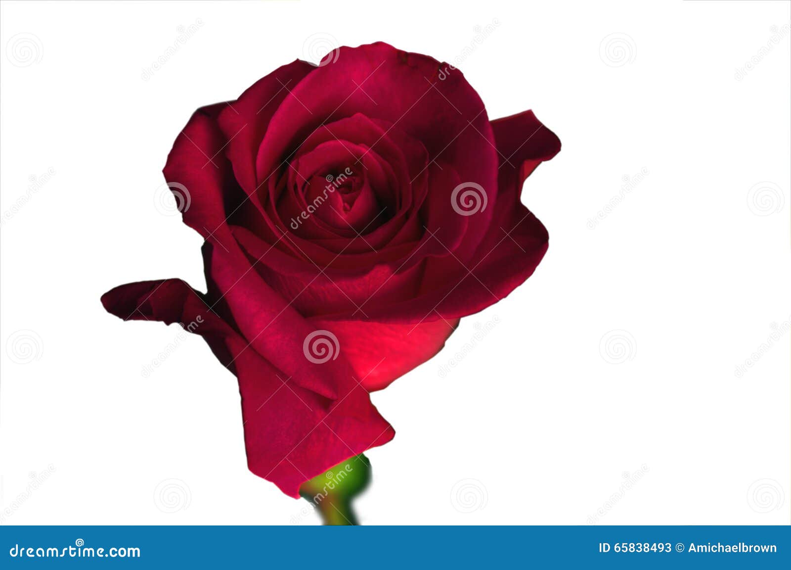 Single Red Rose Isolated stock image. Image of isolated - 65838493