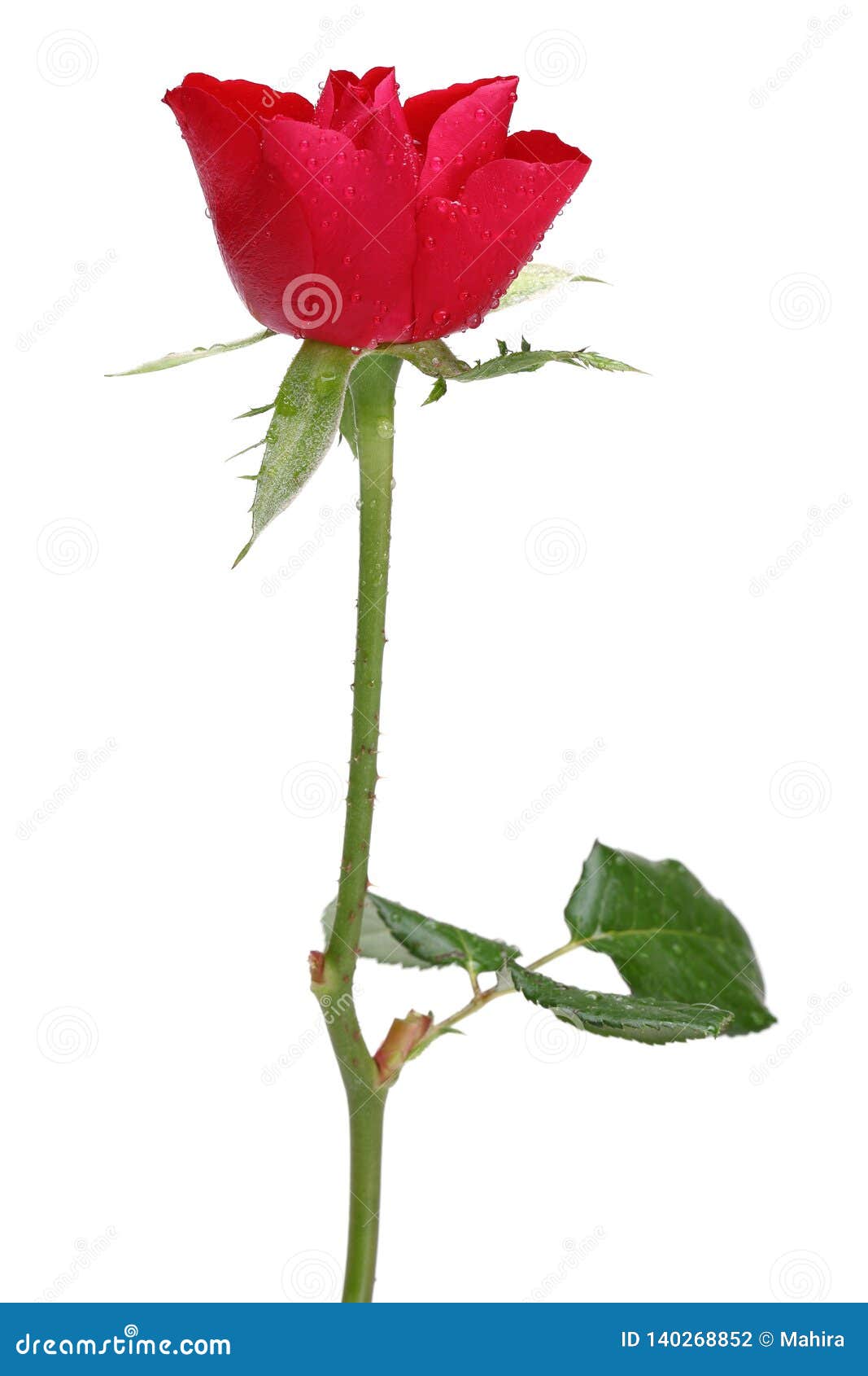 Single Red Rose Isolated on White Stock Photo - Image of nature, flora ...