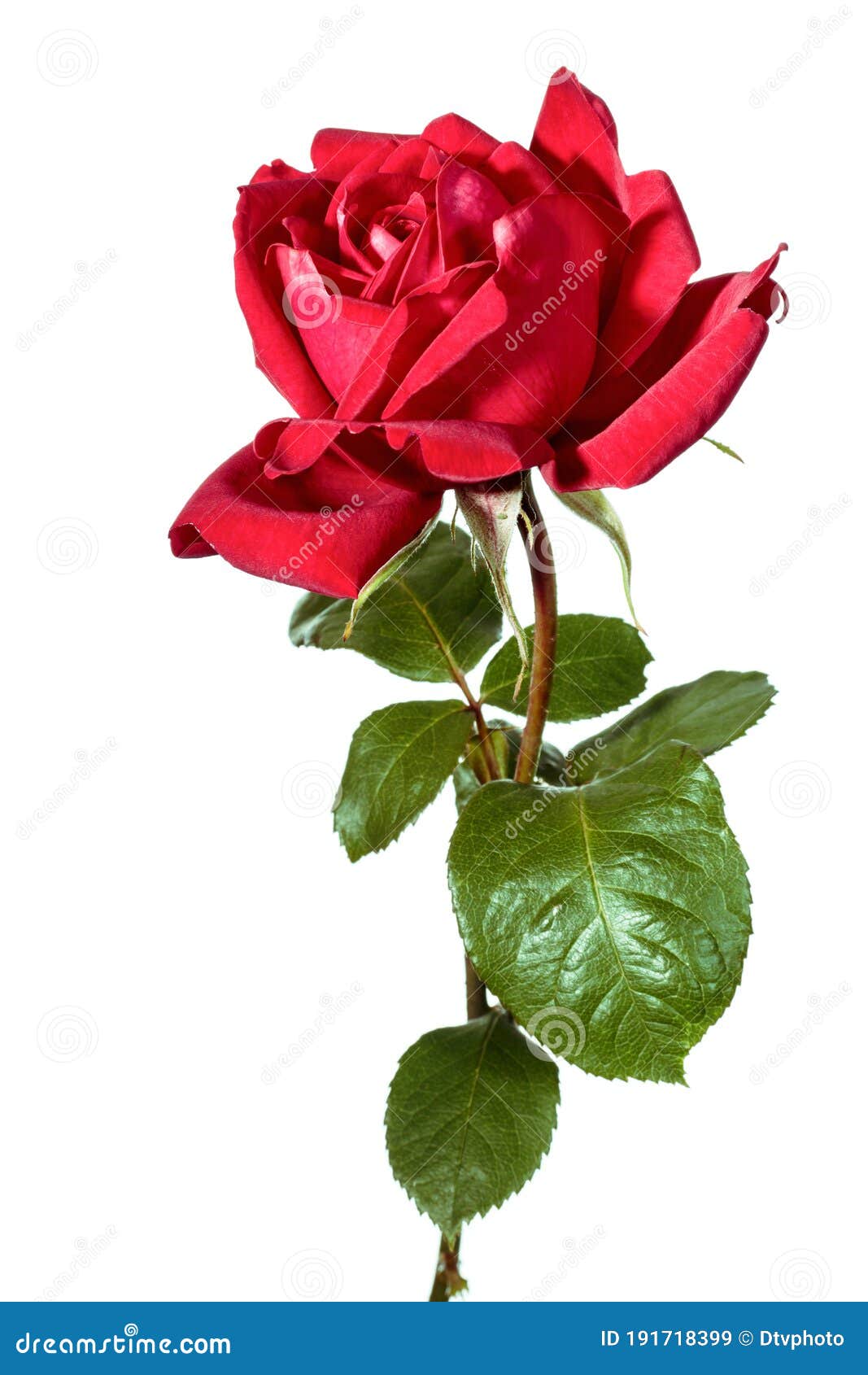 Single Red Rose Isolated on White Background Stock Image - Image of ...