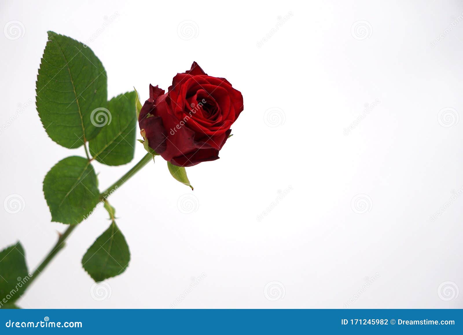 One red rose stock photo. Image of flower, copy, background - 171245982