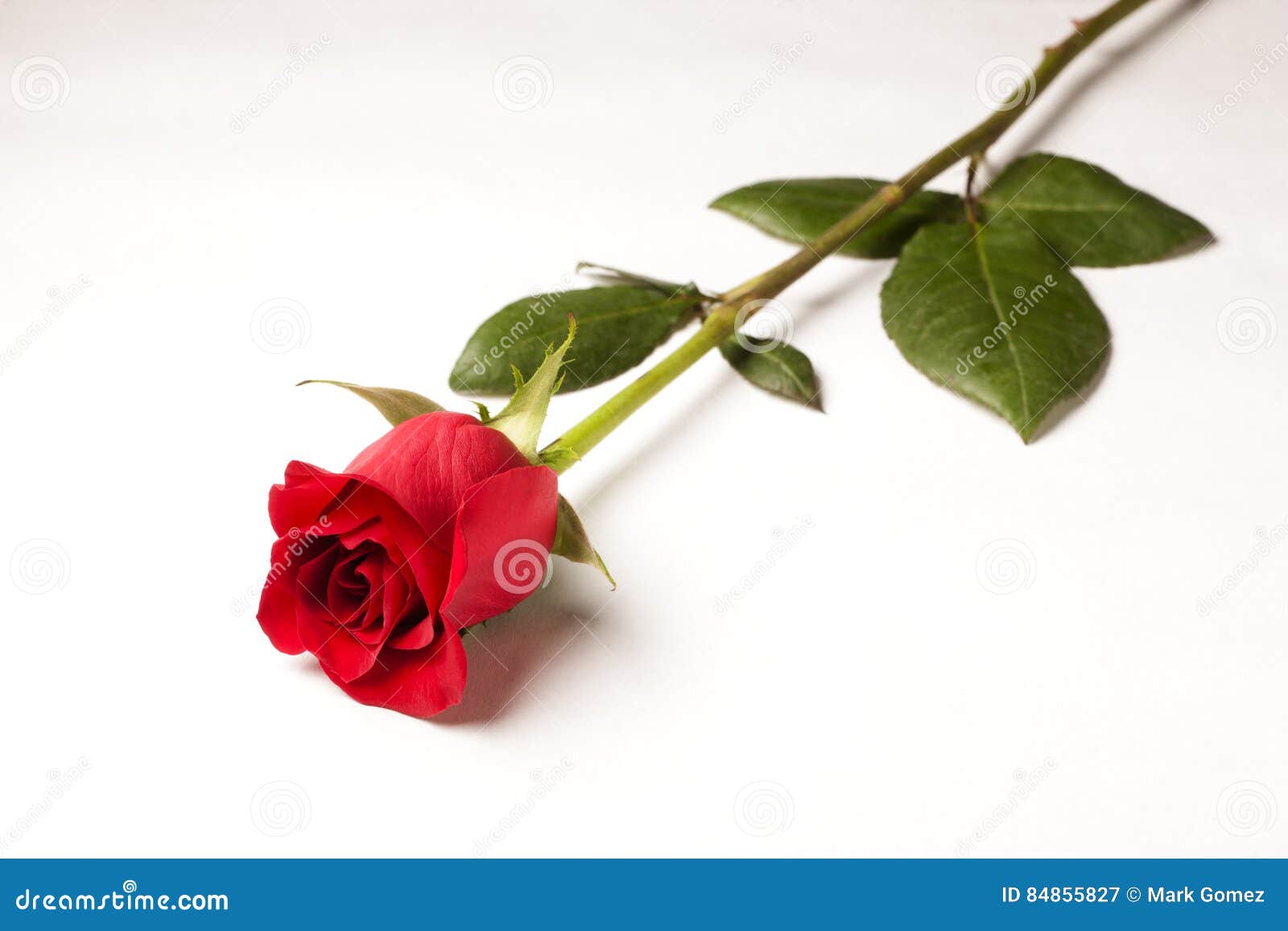 SIngle Red Rose Isolated on White Stock Image - Image of background ...