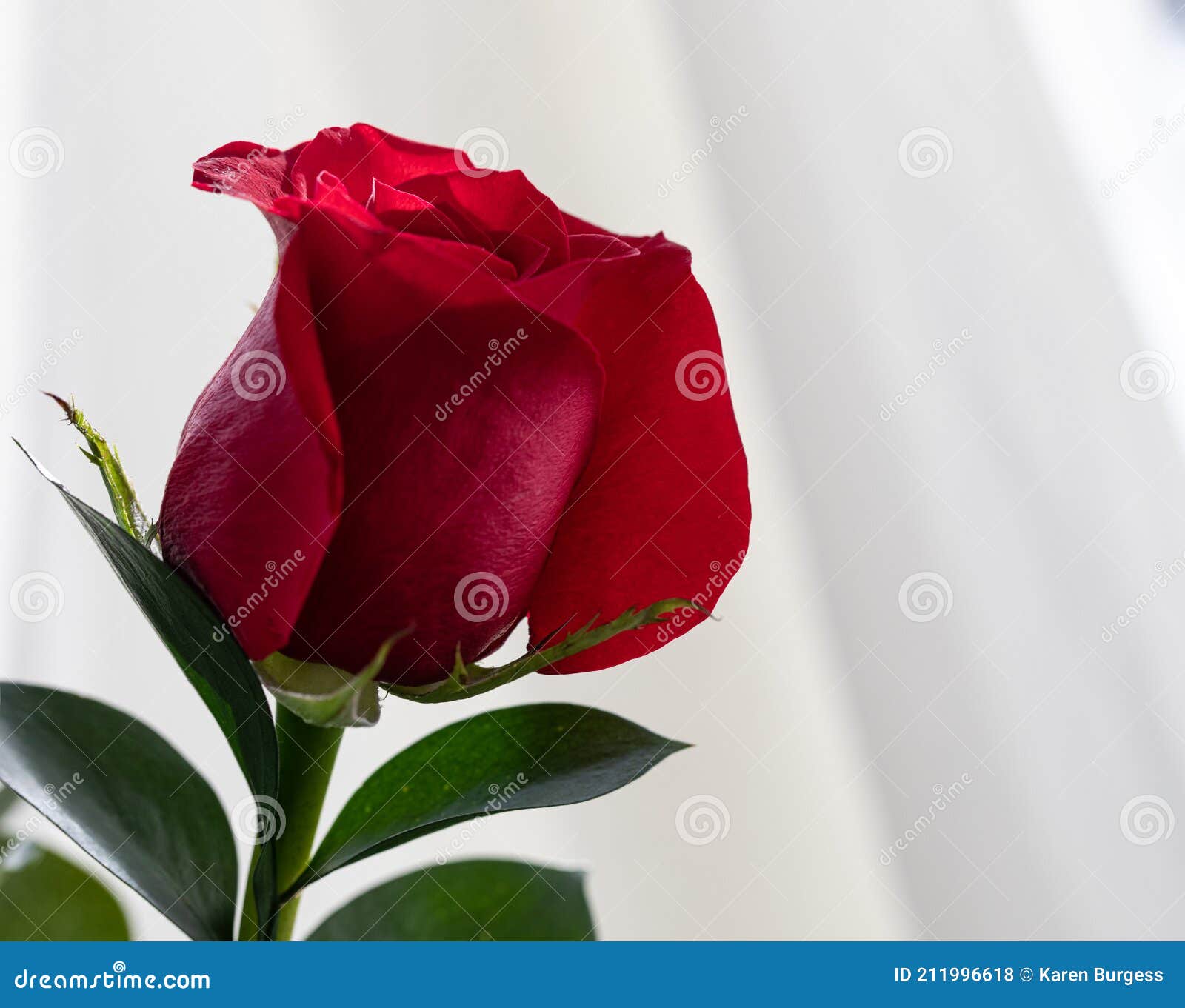 Single Red Rose in the Light Stock Photo - Image of green, flowers ...