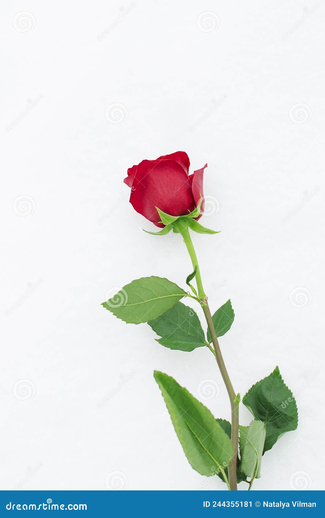 Single Red Rose on a Long Stem on a Neutral White Background Stock ...