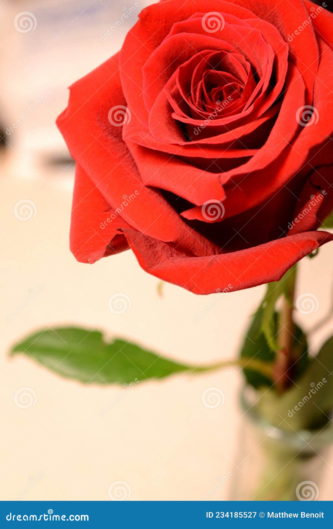 Single Red Rose stock image. Image of flirting, greeting - 234185527