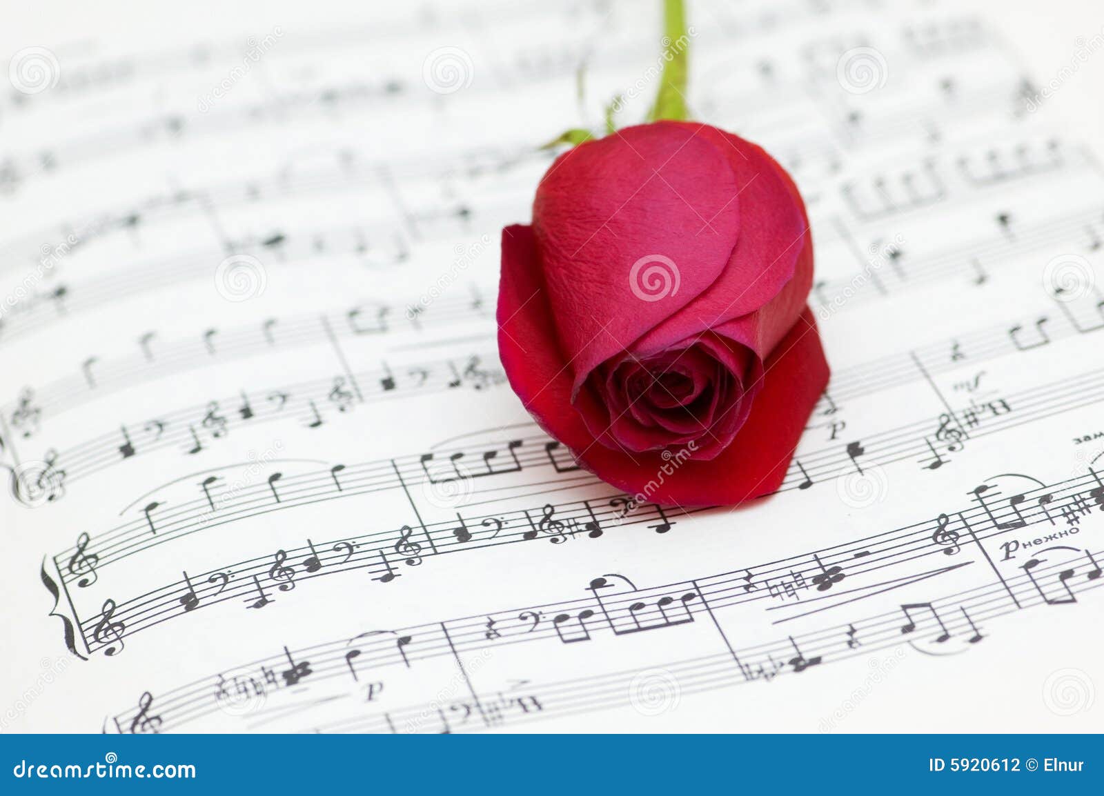 Single Red Rose on Musical Notes Page Stock Photo - Image of leaf, rose ...