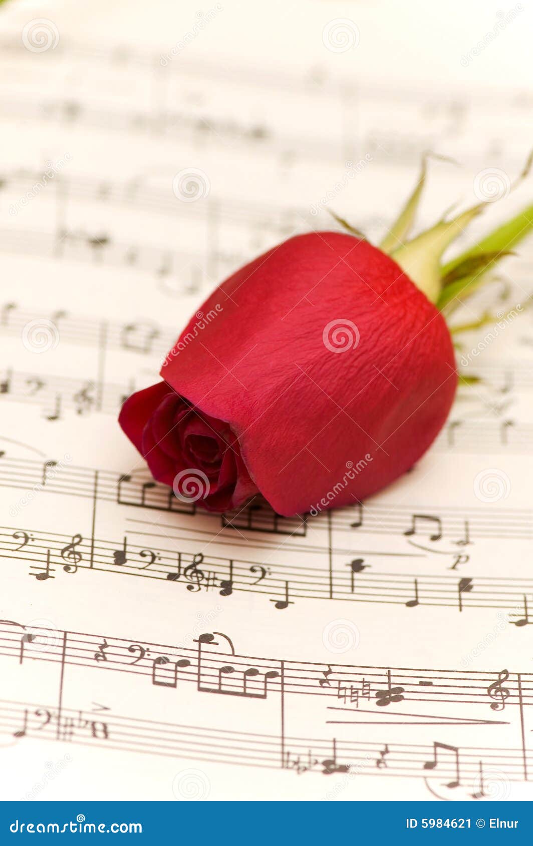 Single Red Rose on Musical Notes Page Stock Image - Image of ...