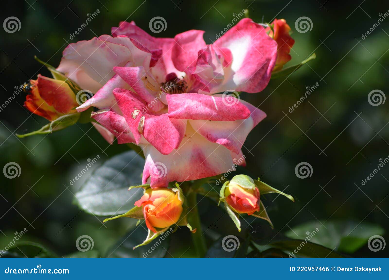 Pink Rose with Budding Friends Stock Photo - Image of nature, plant ...