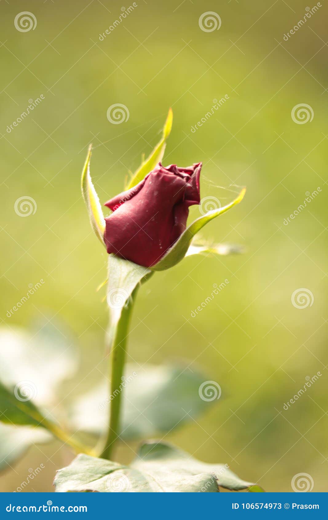 Single Red Rose petals stock image. Image of gardening - 106574973