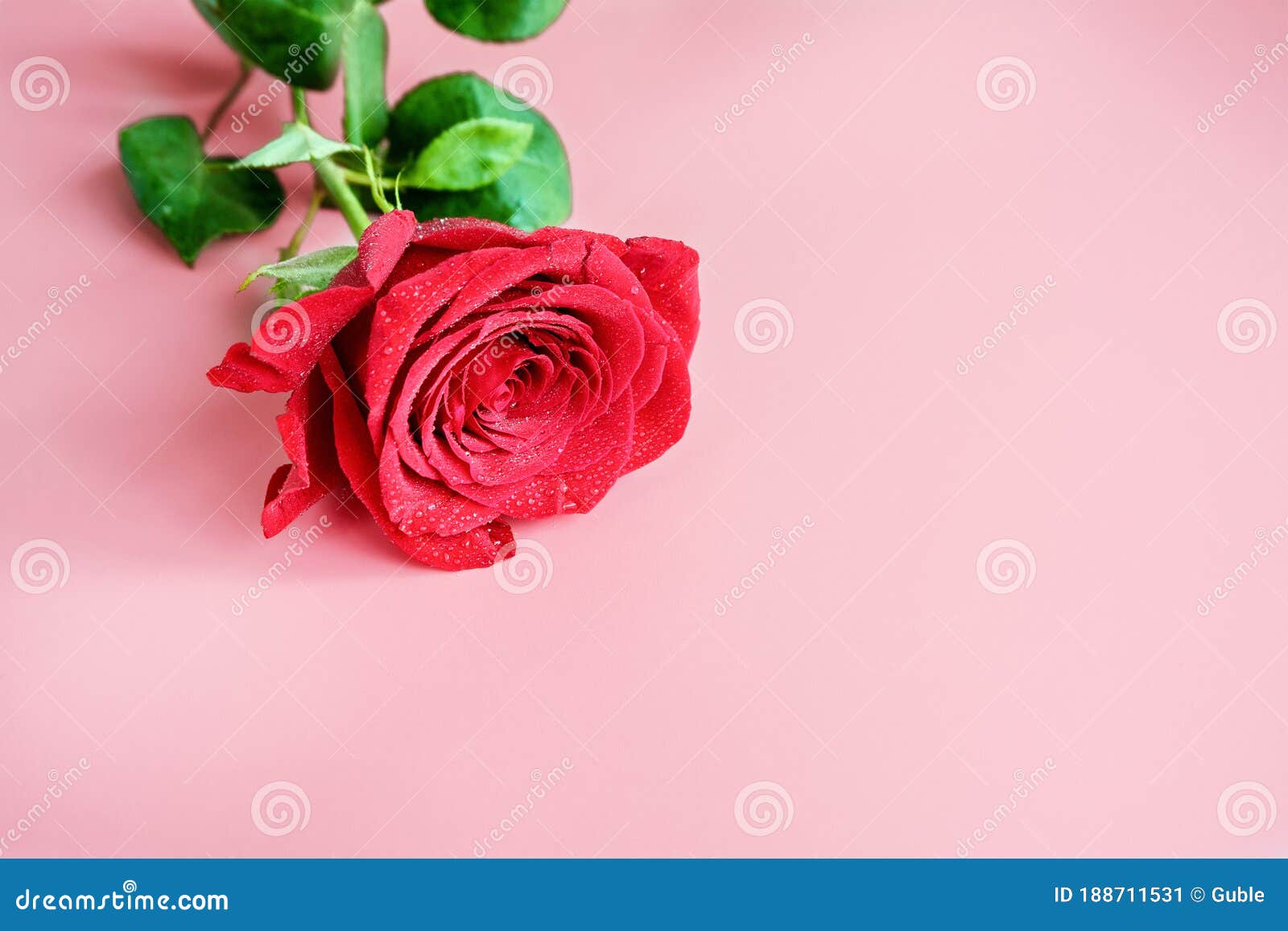 Single Red Rose on a Pink Background Stock Image - Image of nature ...