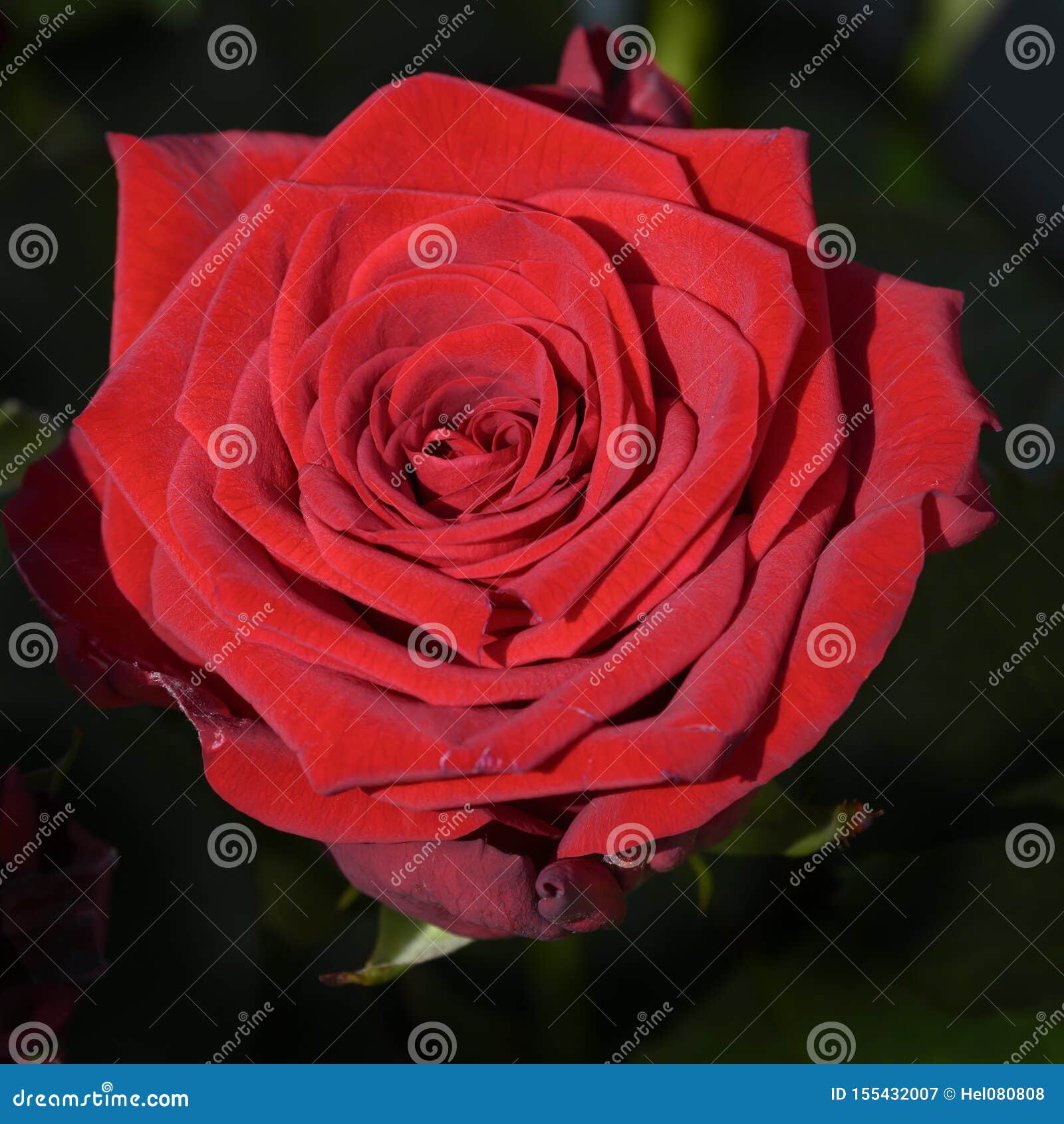 Single Red Rose in a Black Square Symbol of Love and Luxury. Valentine ...