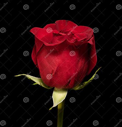 Single Red Rose Profile on Black Back Ground Stock Image - Image of ...