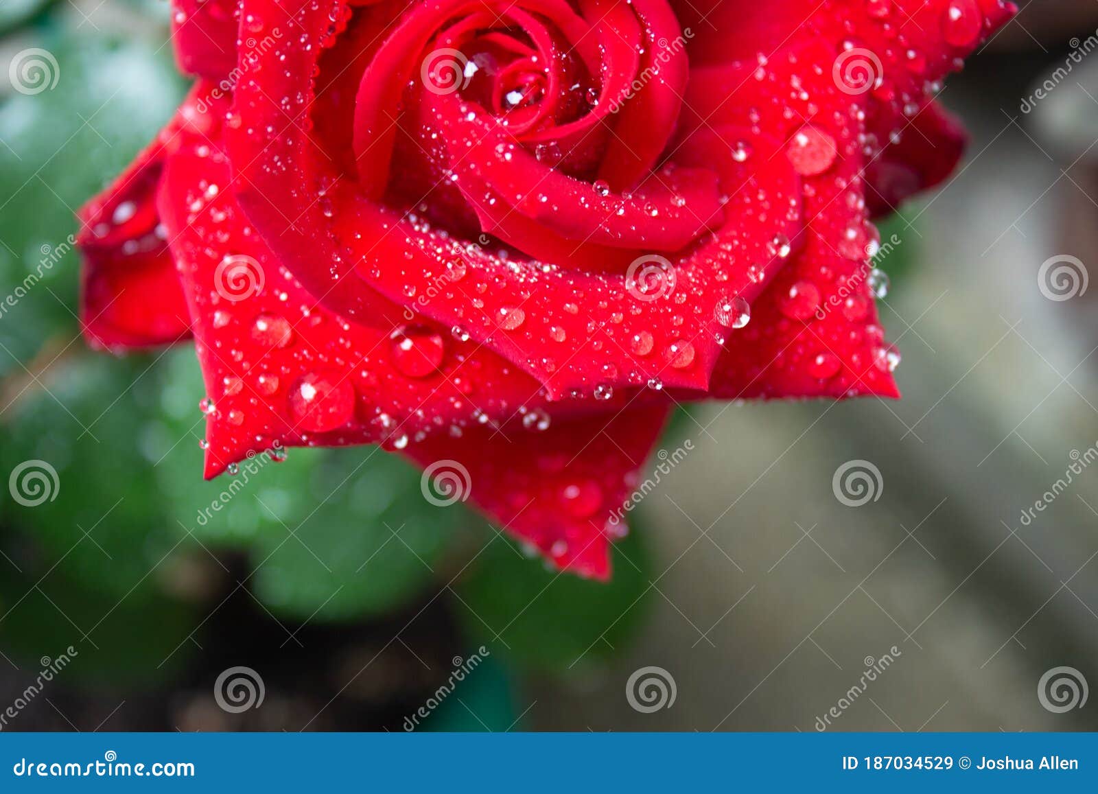A Single Red Rose with Raindrops Stock Image - Image of flora ...