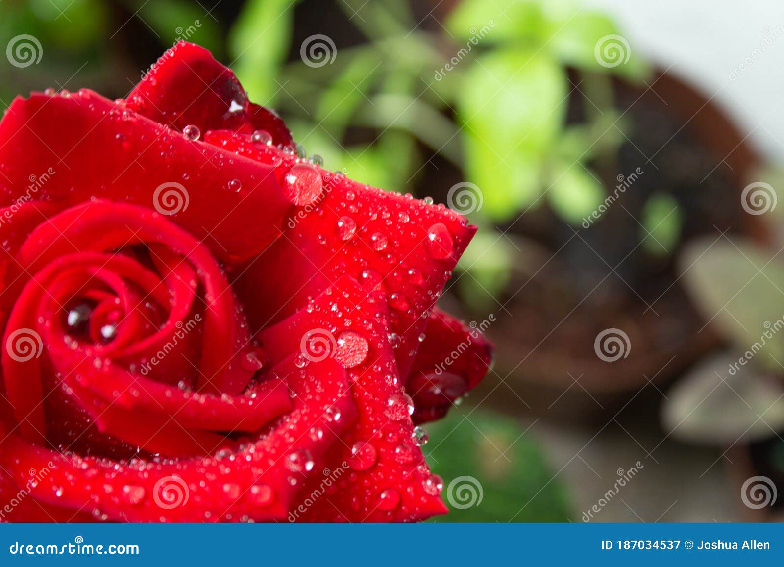 A Single Red Rose with Dewy Petals Stock Image - Image of object ...