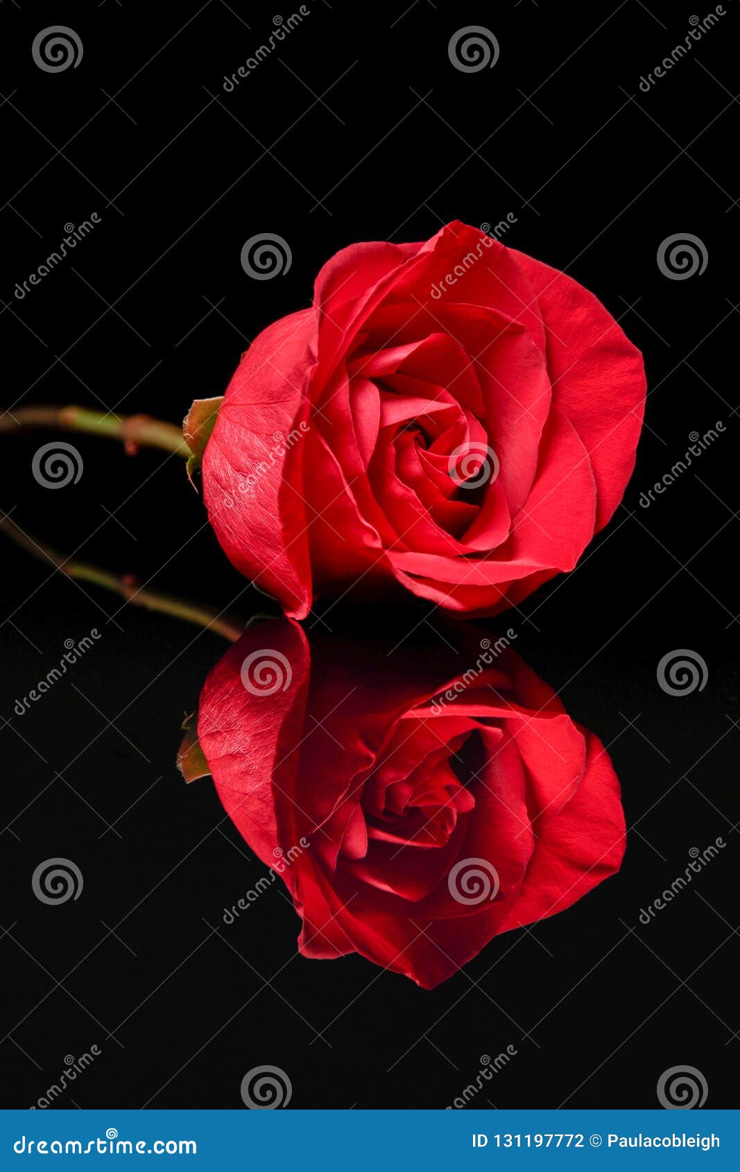 A Single Red Rose Reflecting on a Black Surface Stock Photo - Image of ...