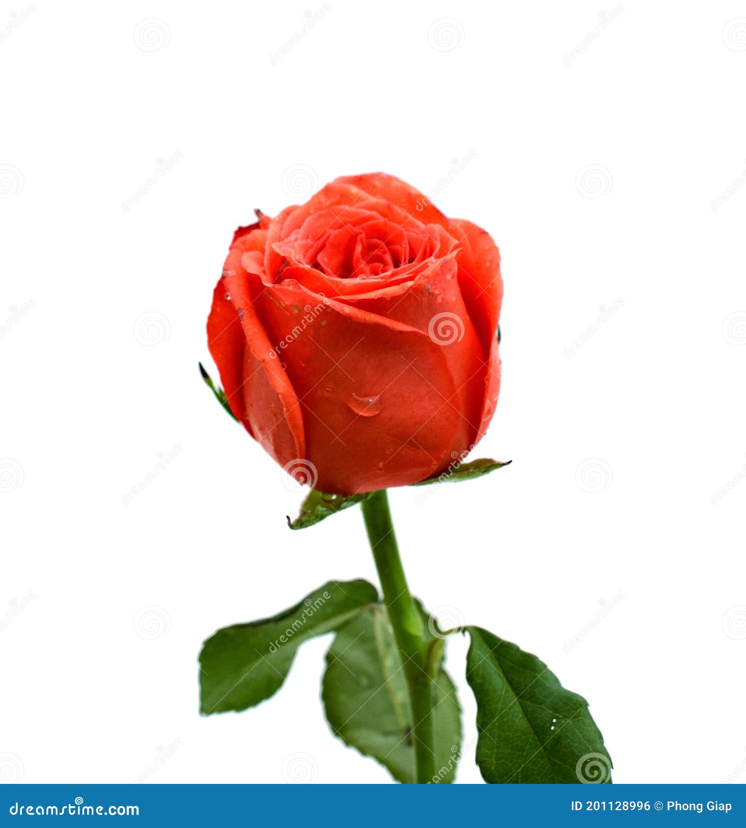 Single Red Rose. stock photo. Image of floral, valentines - 201128996
