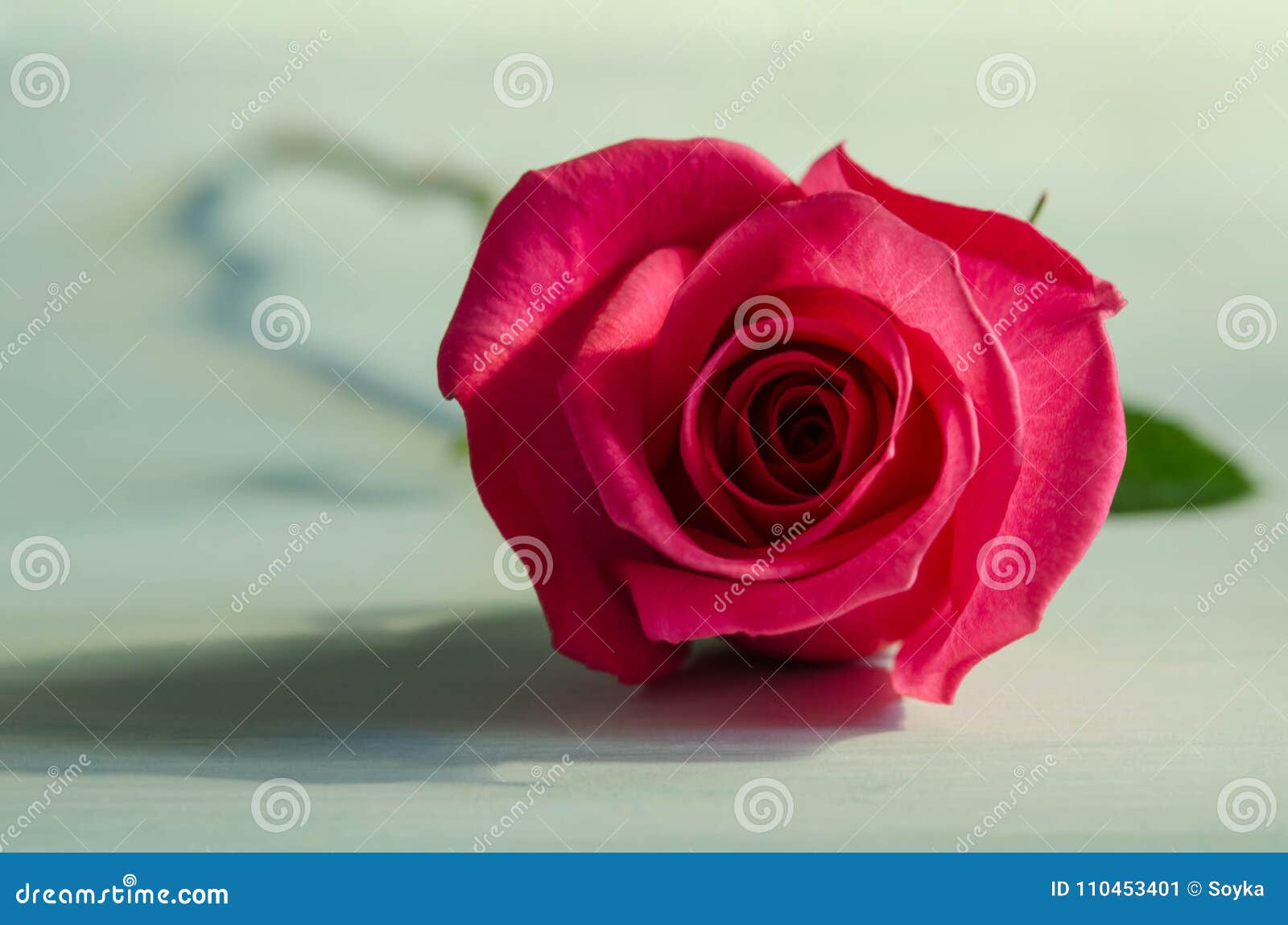 Single red rose stock image. Image of holiday, beauty - 110453401