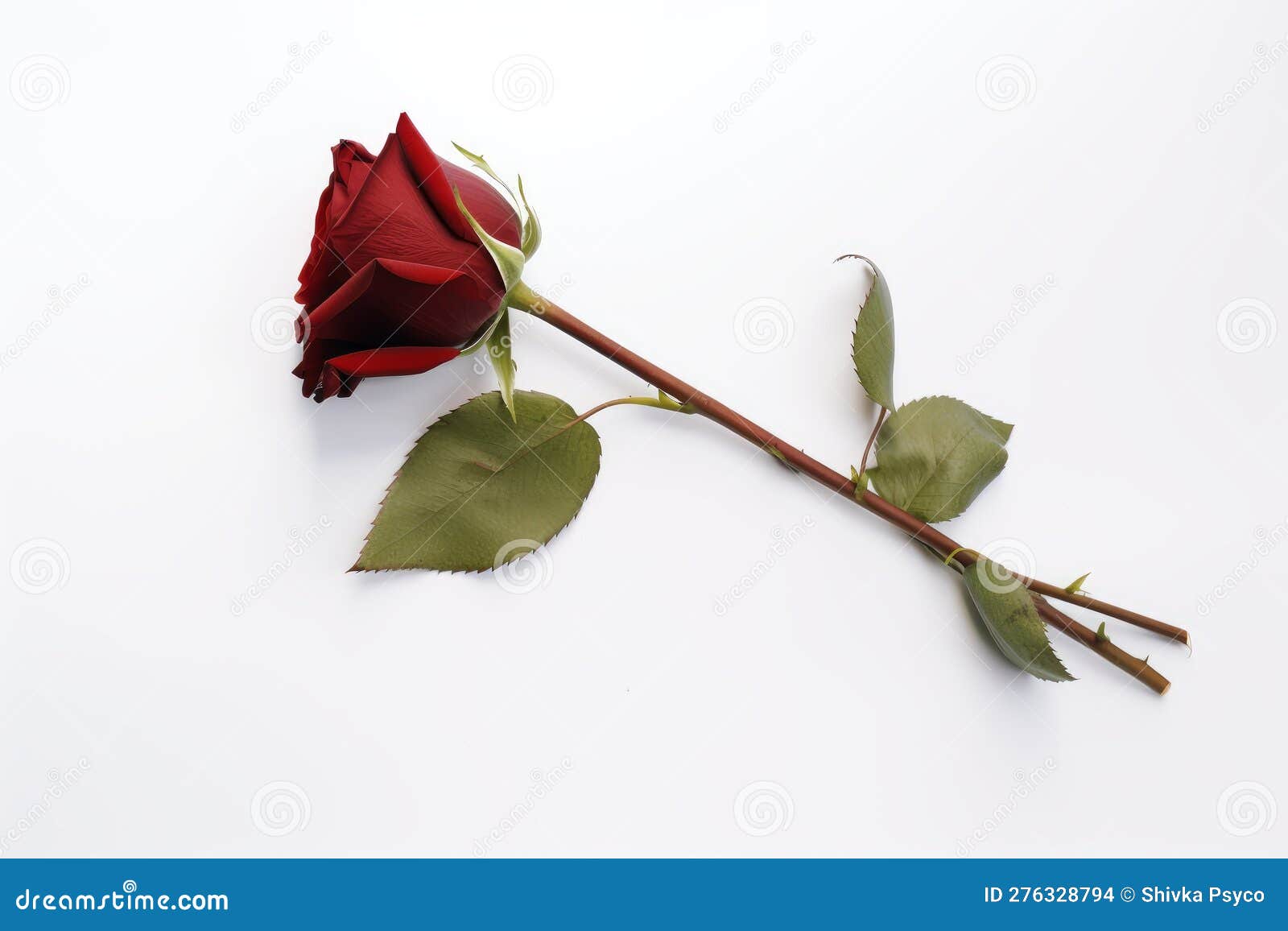 A Single Red Rose Stem is Shown on a White Background Generative AI ...