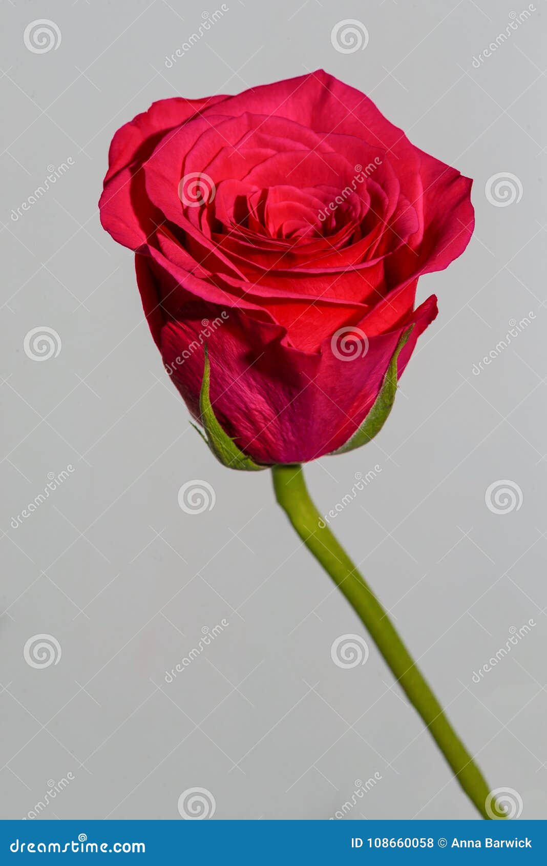 Single red rose and stem stock photo. Image of romance - 108660058