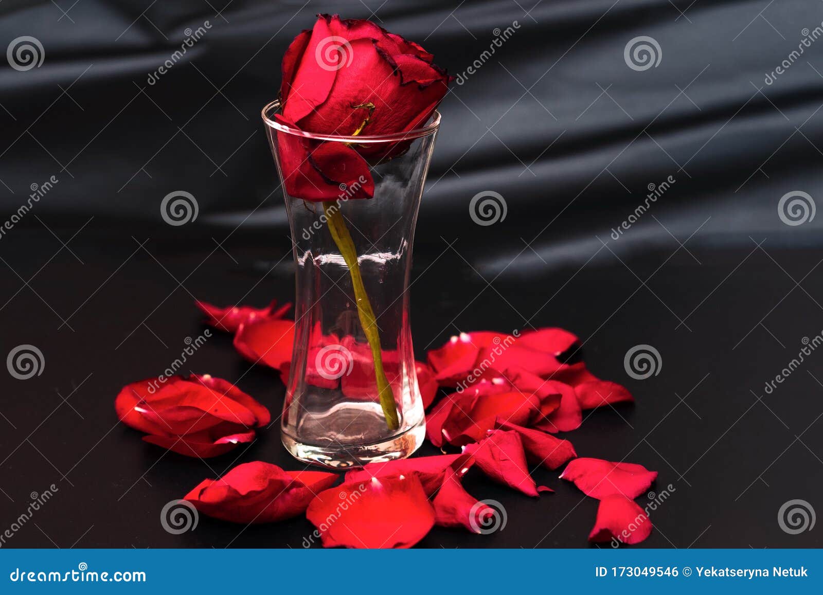 A Single Red Rose in a Vase Against a Black Background Stock Photo ...