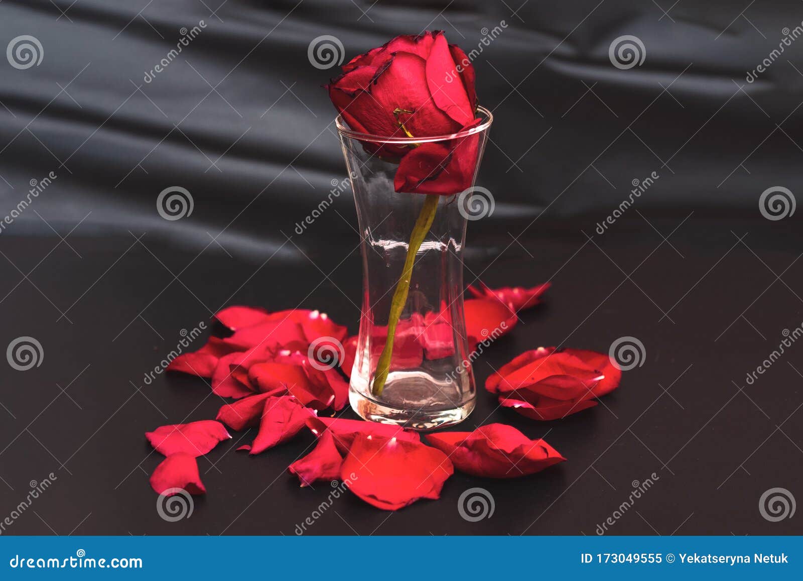 A Single Red Rose in a Vase Against a Black Background Stock Image ...