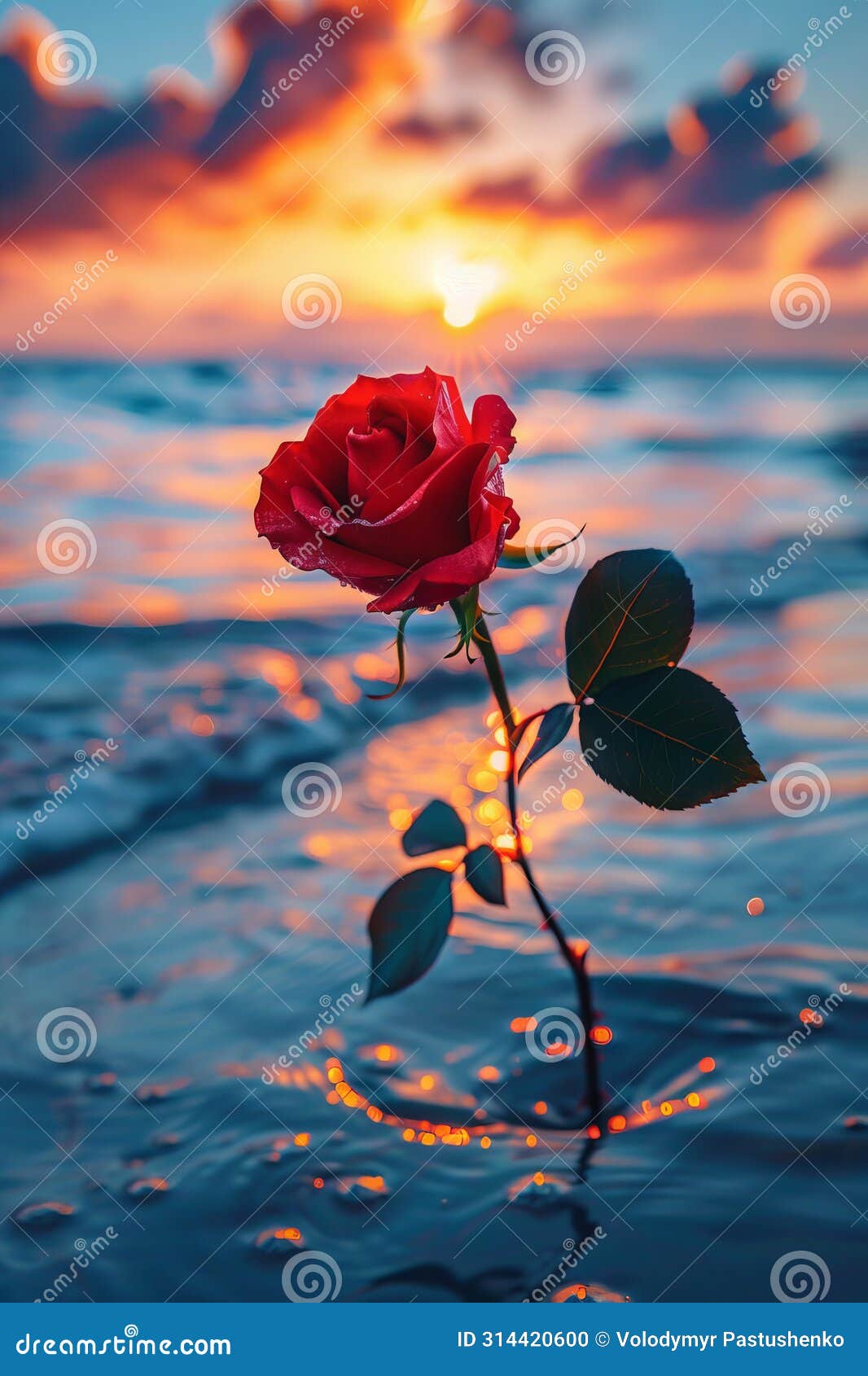 A Single Red Rose in the Water at Sunset Stock Photo - Image of single ...