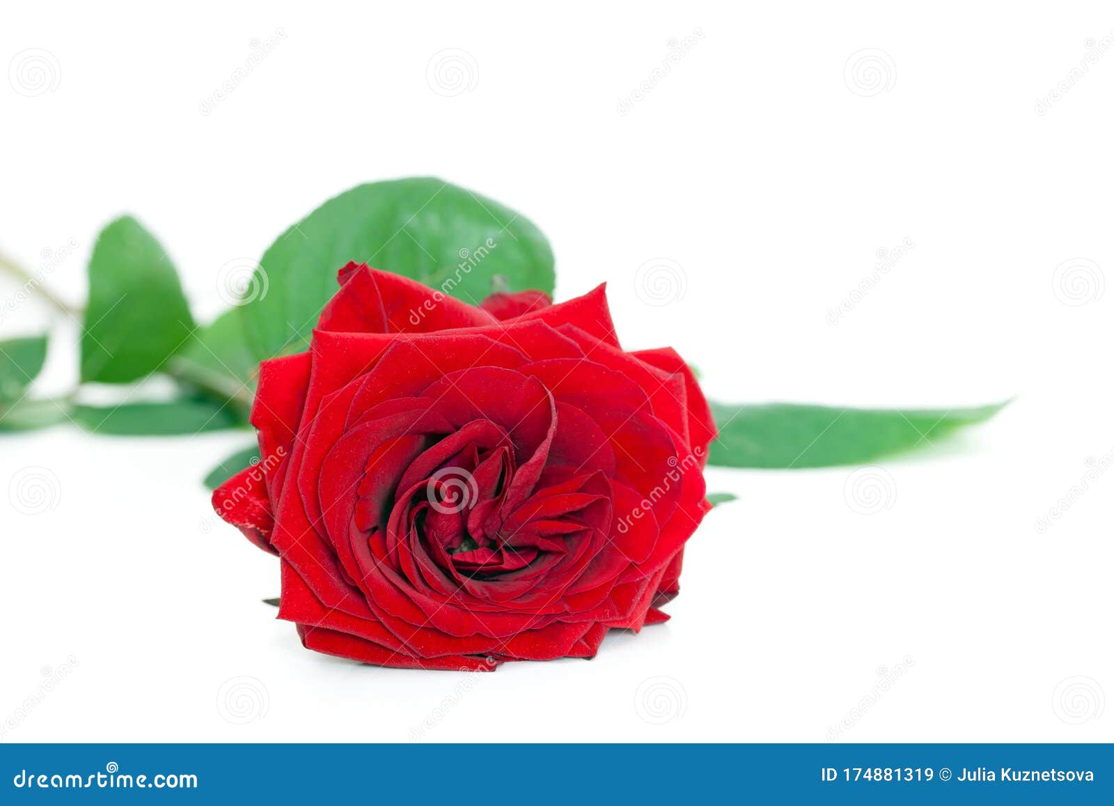 A Single Red Rose on White Background Stock Image - Image of aroma ...