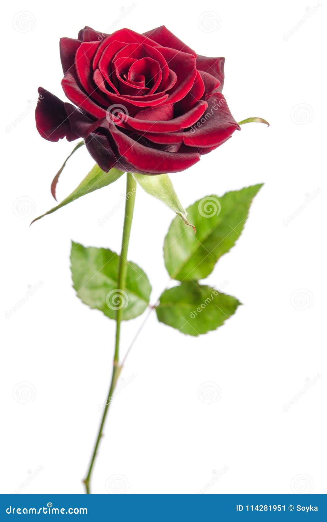 Beautiful single red rose stock image. Image of isolated - 114281951