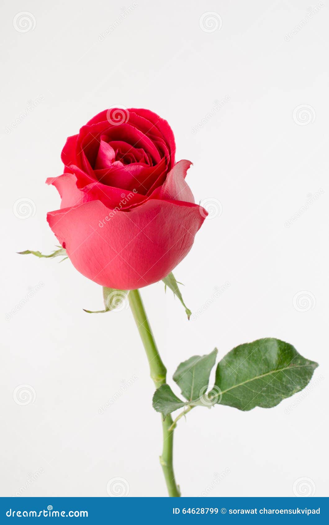 Single Red Rose on White Background Stock Image - Image of single ...