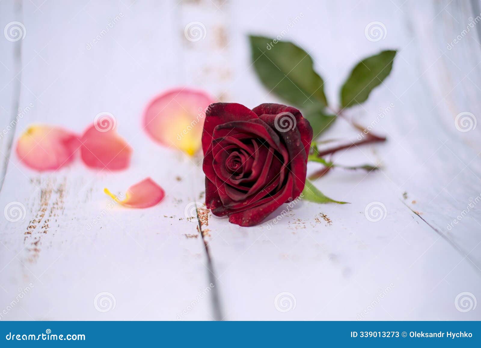 Single Red Rose on a White Background Stock Image - Image of petal ...