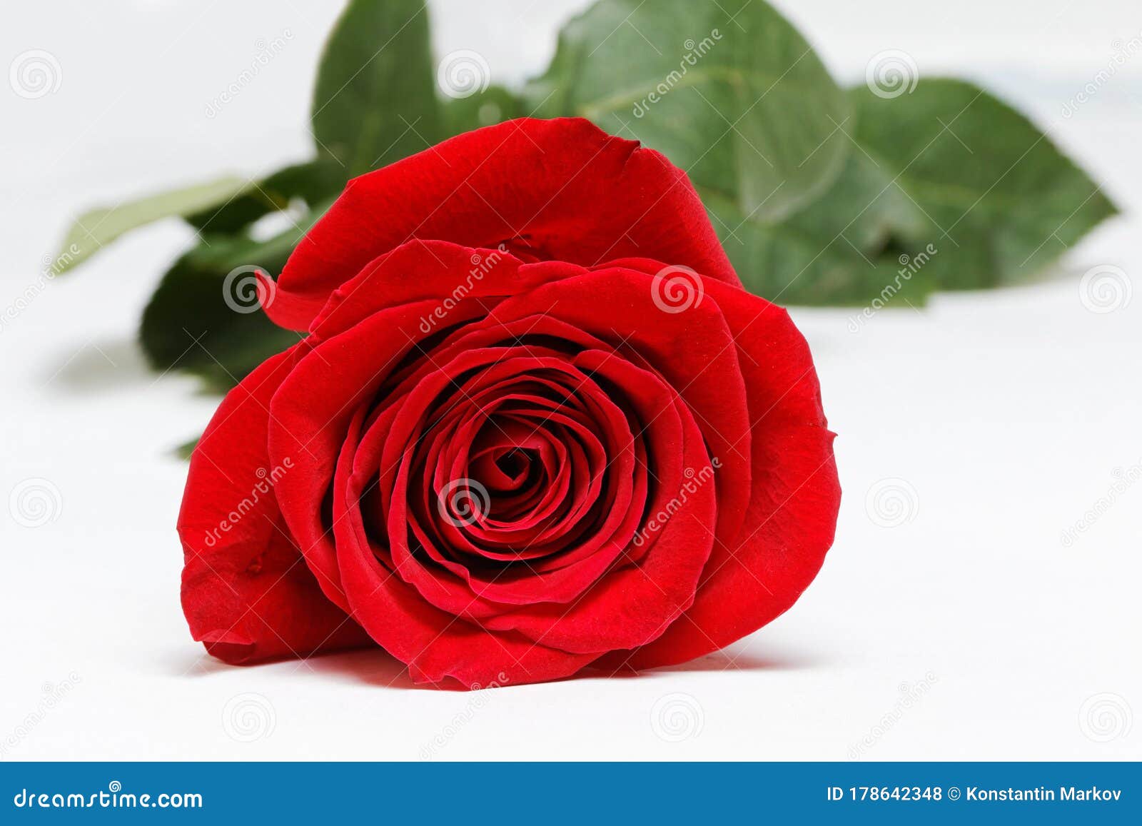 Single Red Rose on White Background. Stock Photo - Image of anniversary ...