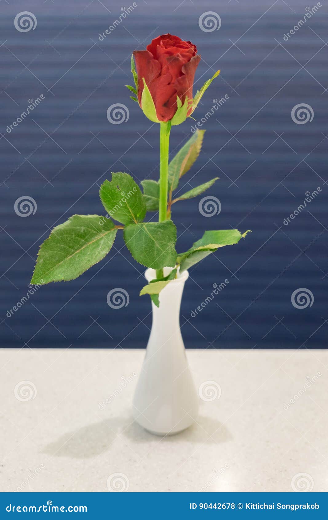 Single Red Rose in White Ceramic Vase on White Table. Stock Photo ...