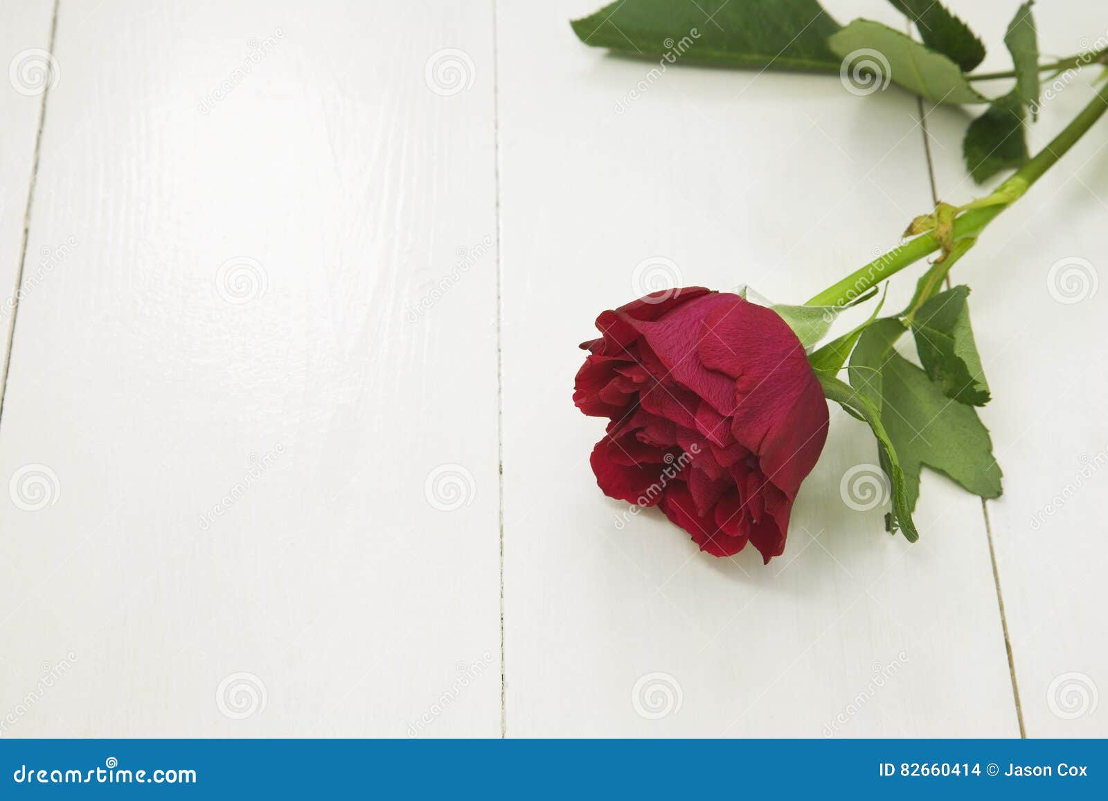 Single Red Rose on White Floorboards Stock Photo - Image of rose ...