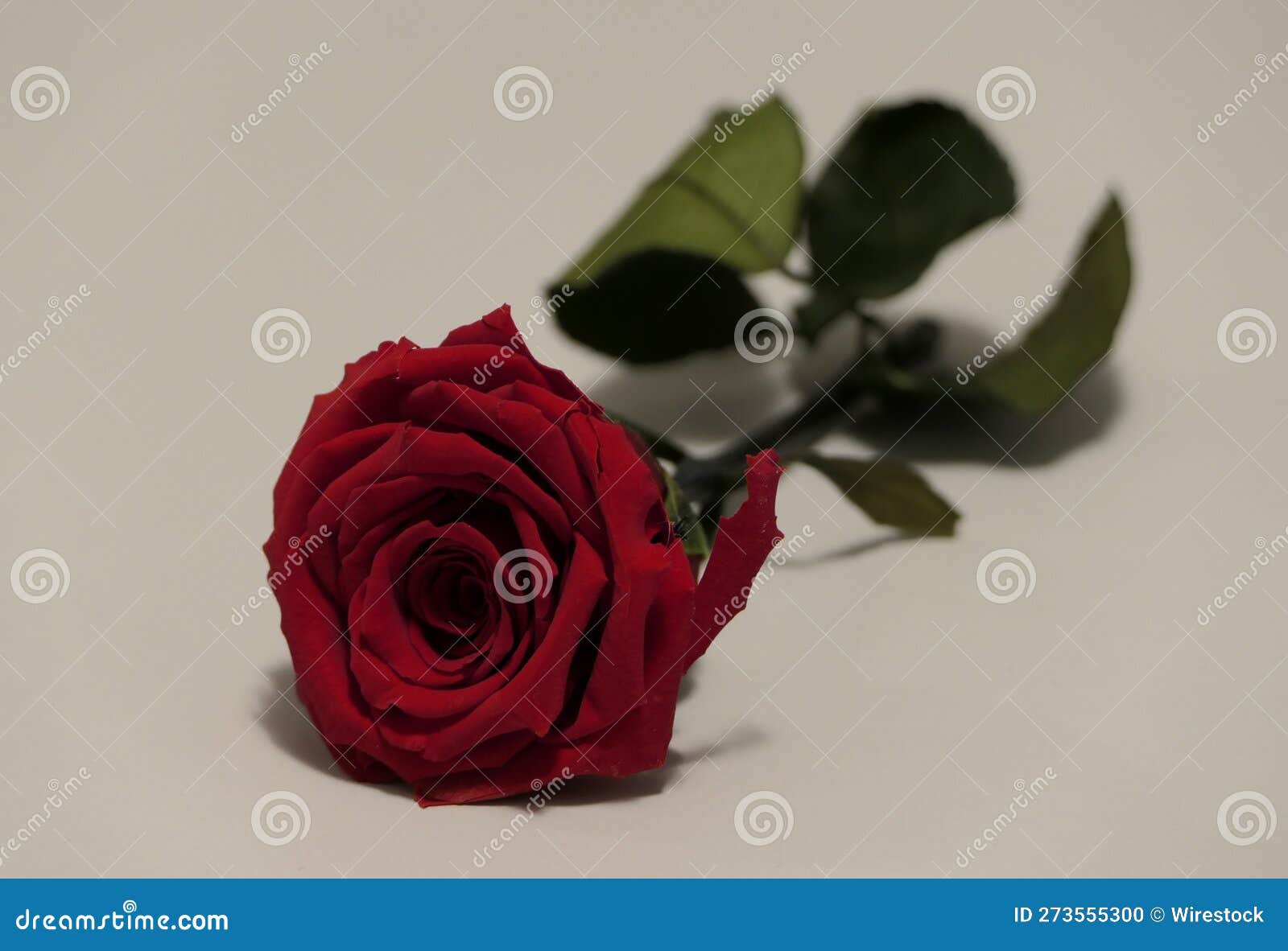 Single Red Rose on a White Surface, with a Few Green Leaves Stock Photo ...