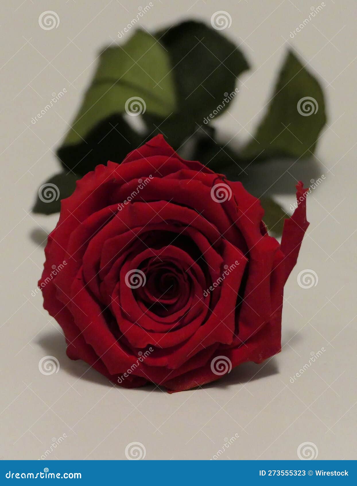 Single Red Rose on a White Surface, with a Few Green Leaves Stock Image ...
