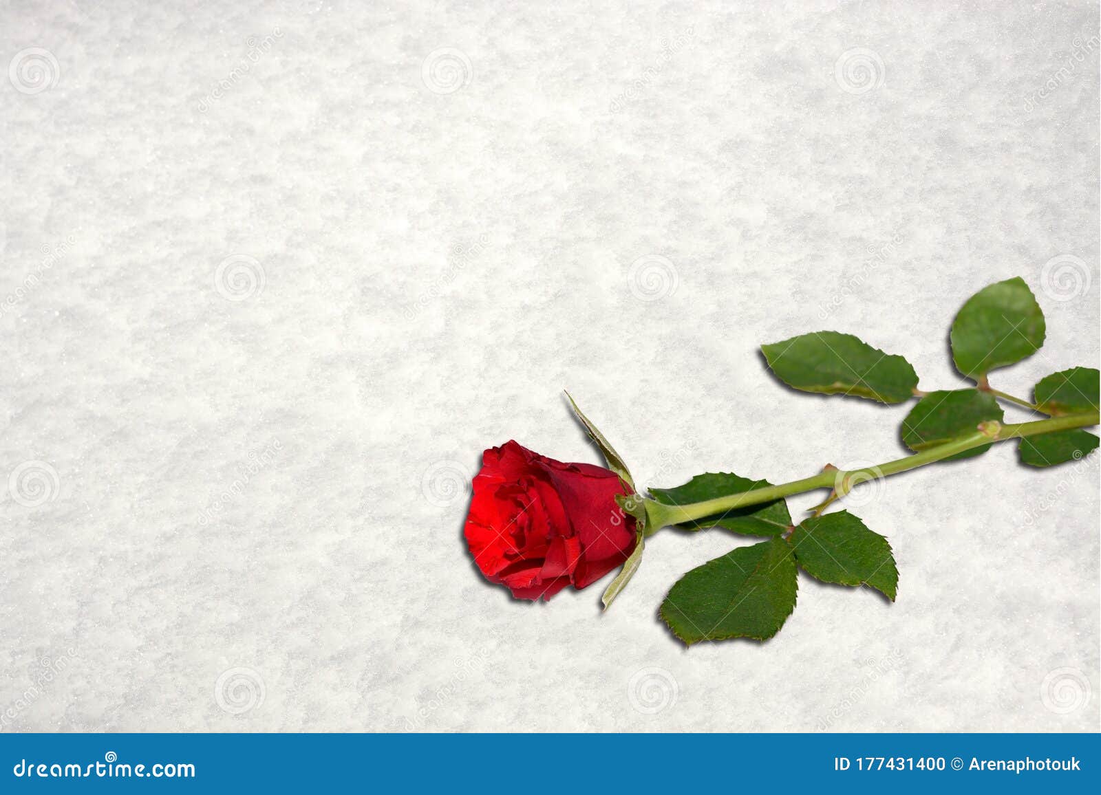 Red Rose on a White Background. Stock Photo - Image of space ...