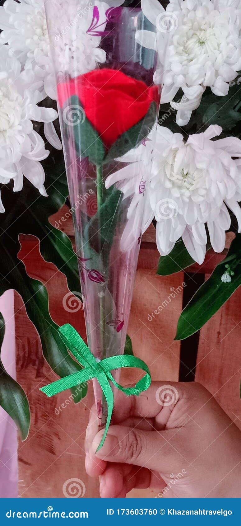 Single red rose stock photo. Image of pure, scent, bright - 173603760