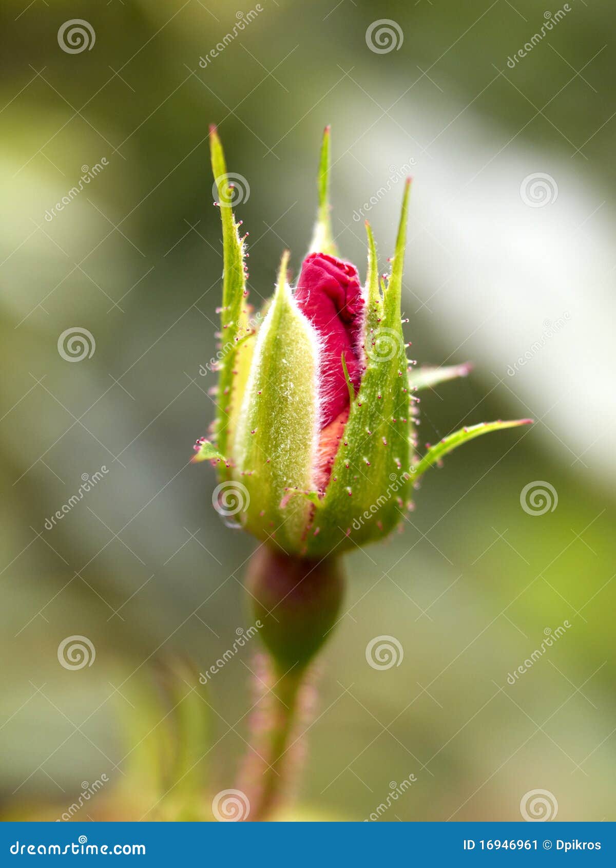 Single red rosebud stock image. Image of botany, isolated - 16946961