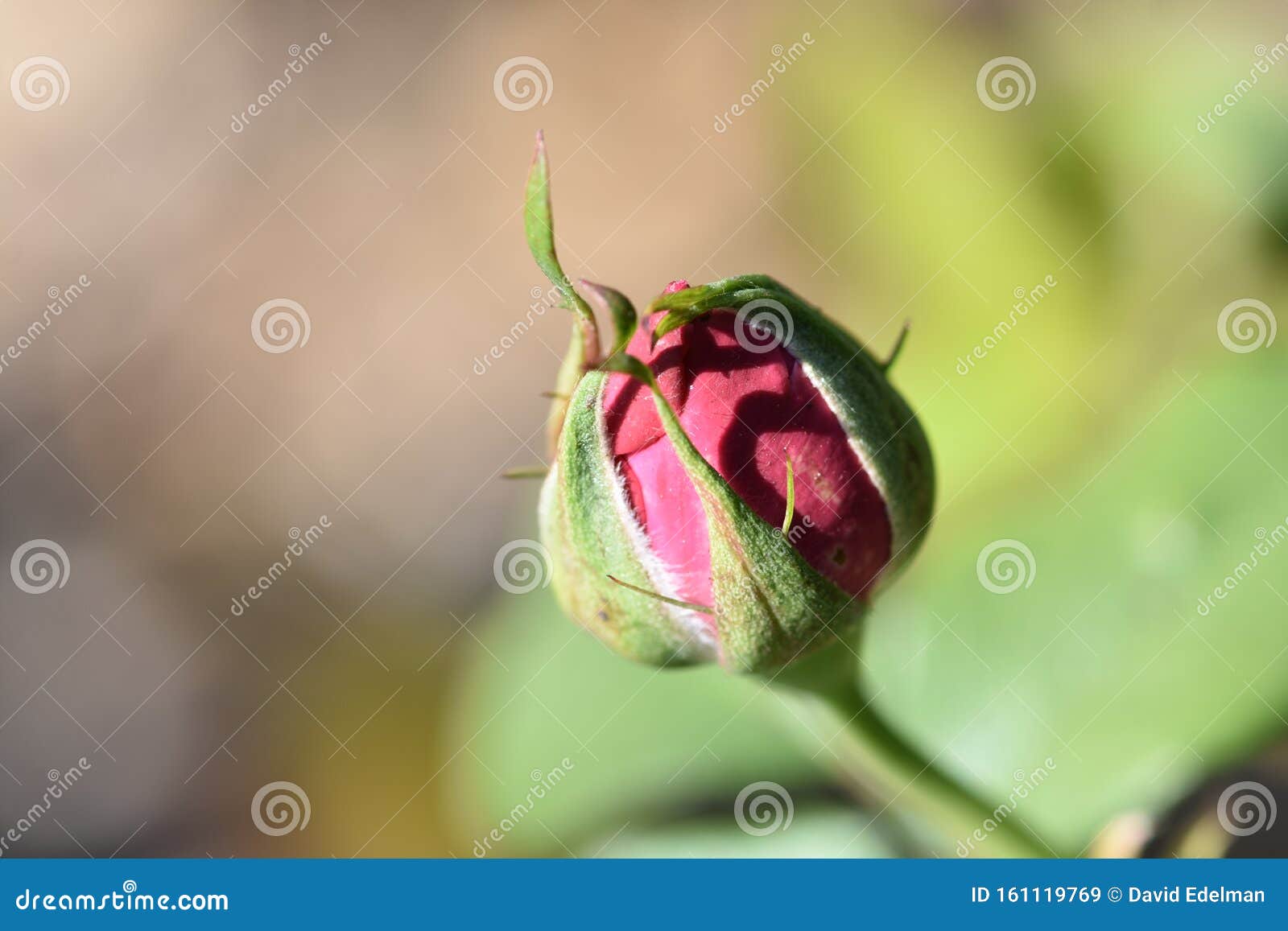 A Single, Red Rosebud Standing Out Against a Blurred Background. Stock ...