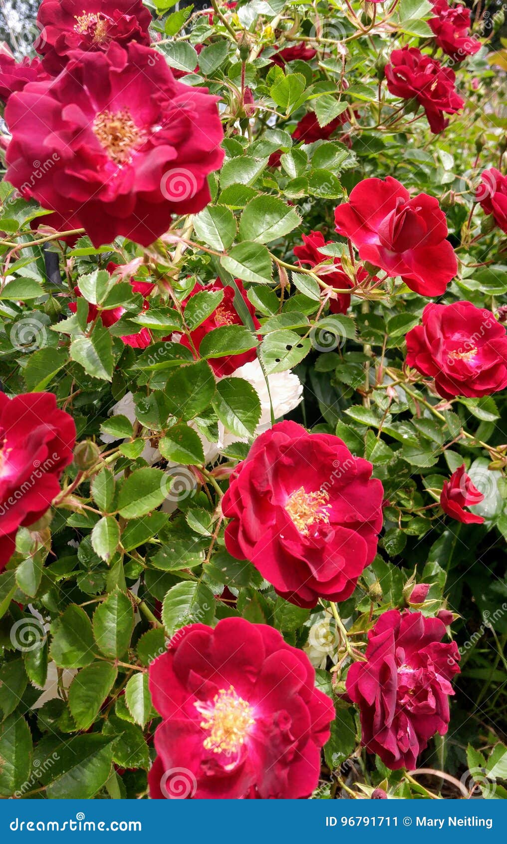 Single red roses stock image. Image of flowersfloral - 96791711