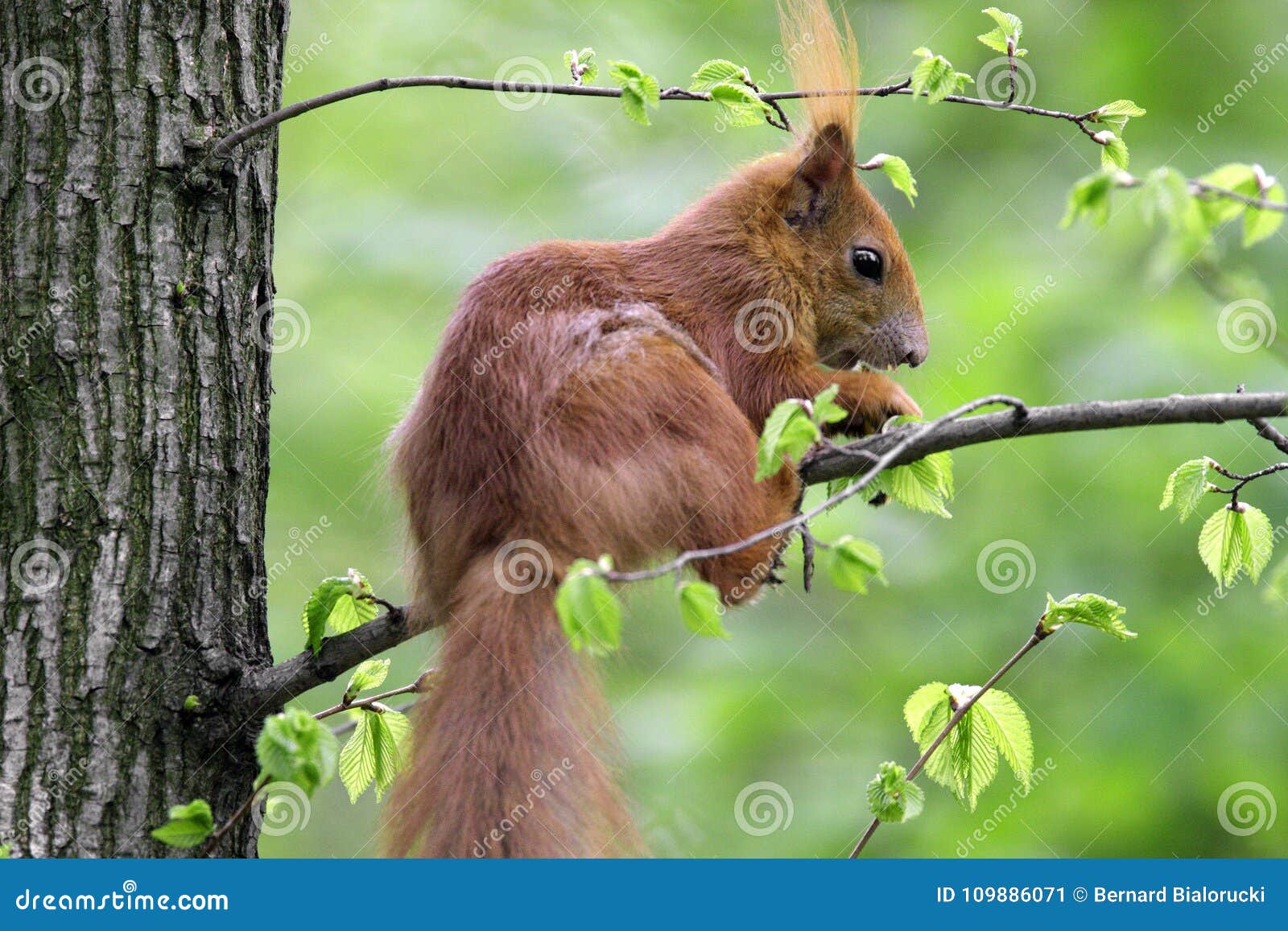 Single Red Squirrel on a Tree Branch in Poland Forest during a S Stock ...