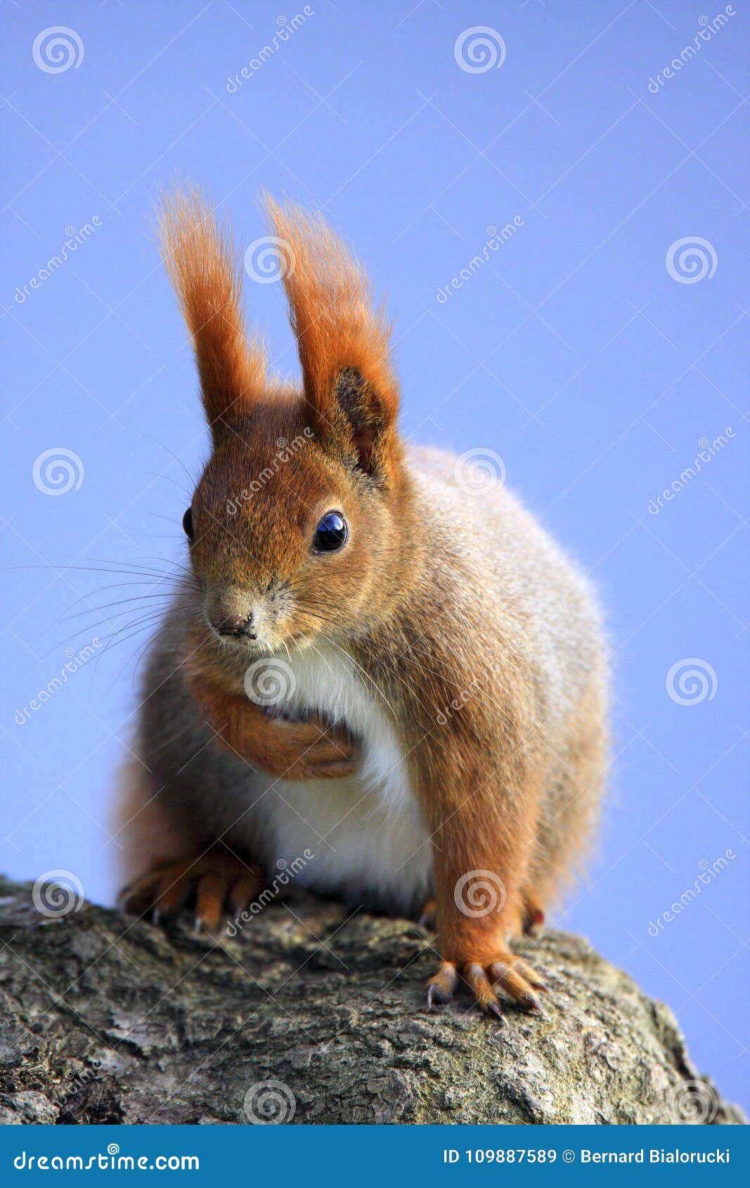 Single Red Squirrel on a Tree Branch in Poland Forest during a S Stock ...