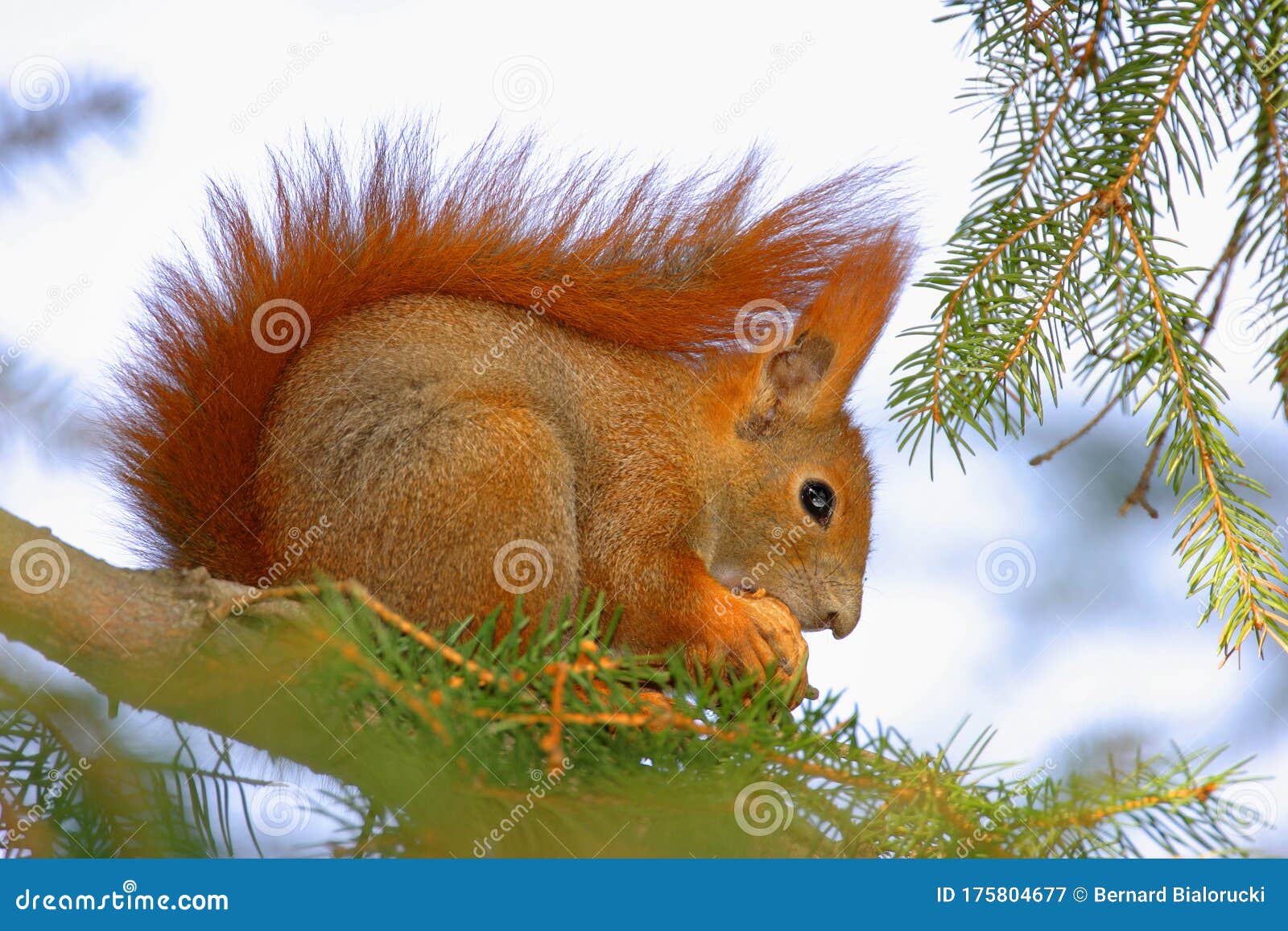 Single Red Squirrel on a Tree Branch in Poland Forest during a Spring ...