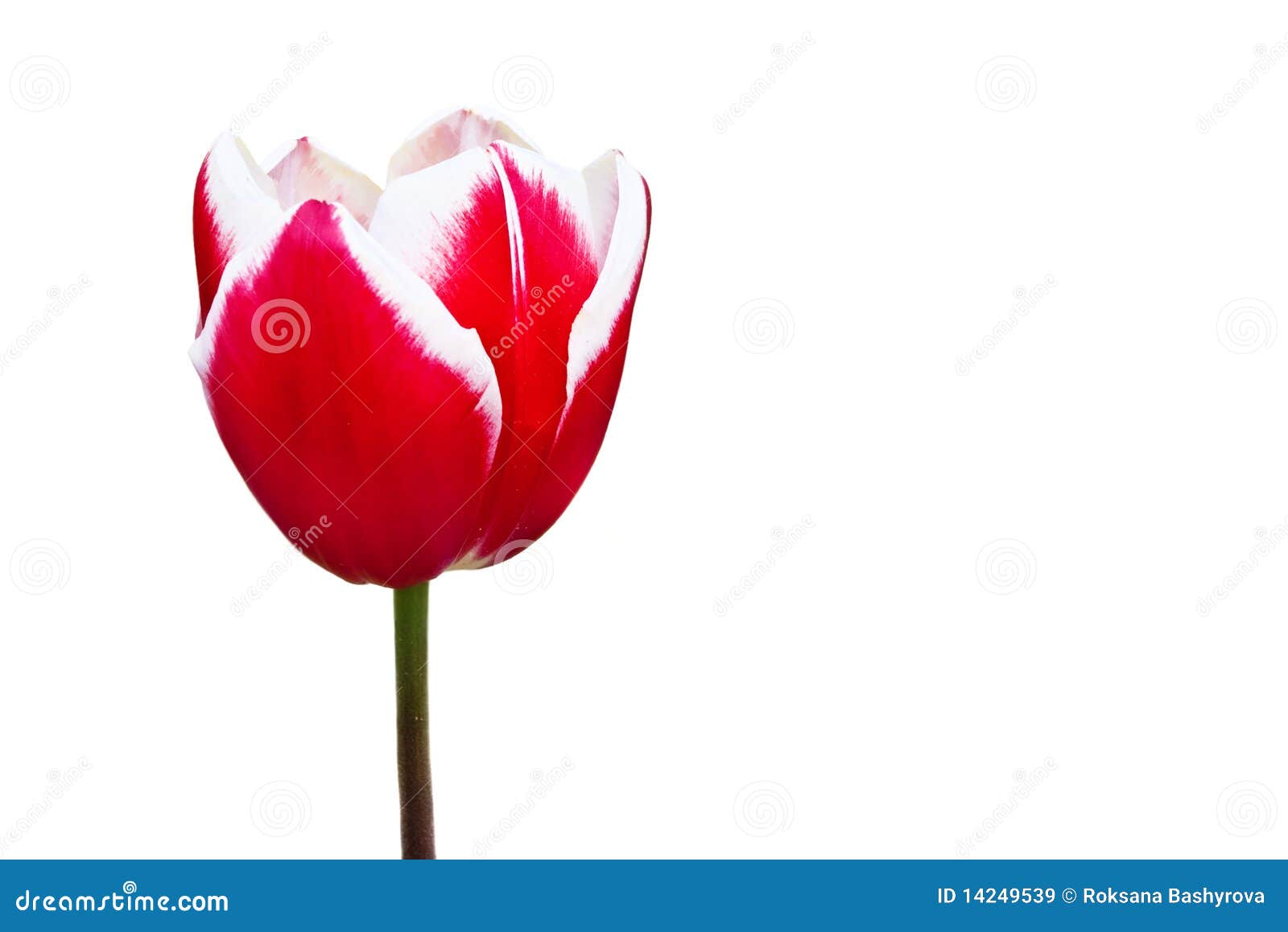 Single red tulip stock image. Image of isolated, color - 14249539