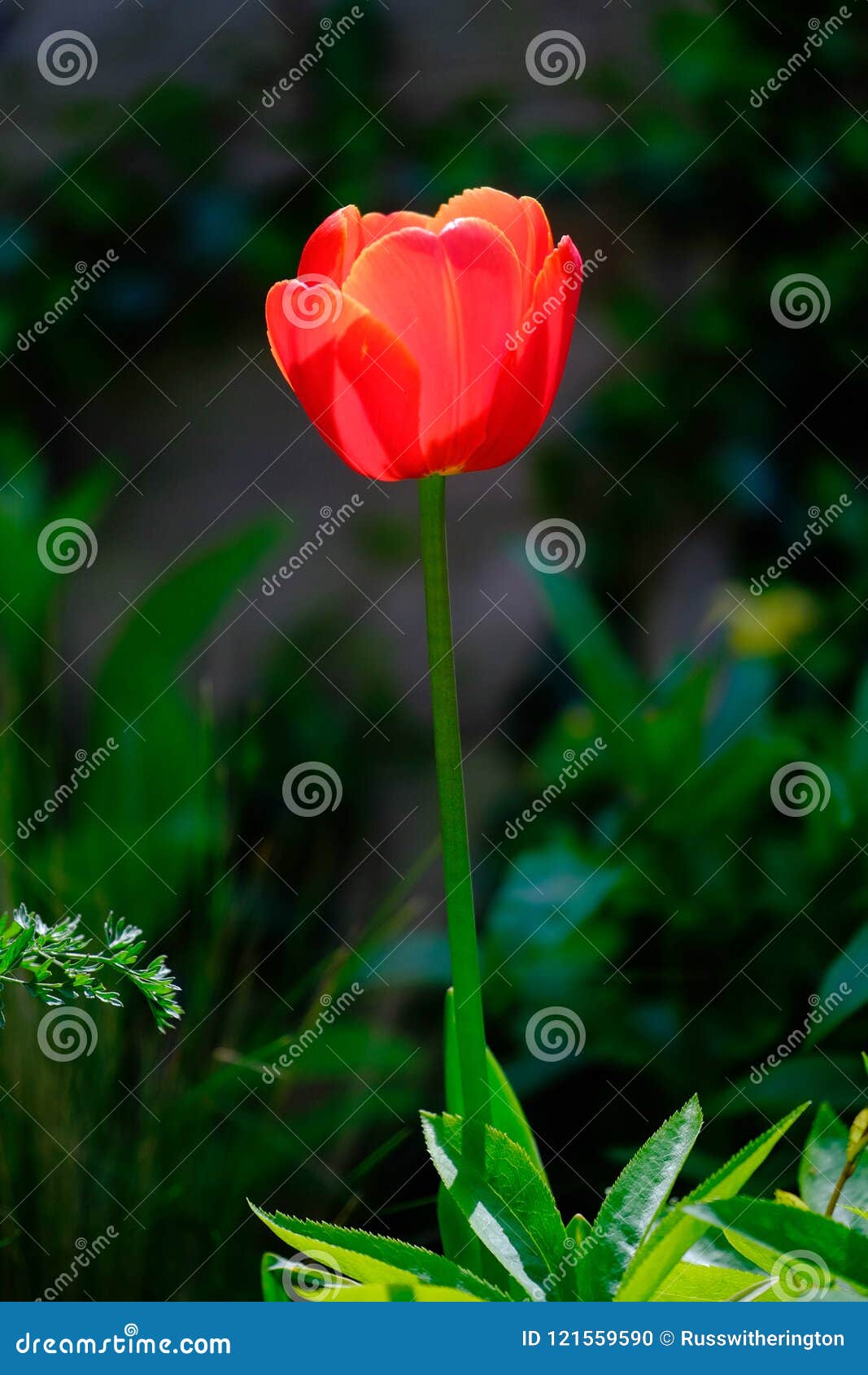 A single red tulip stock photo. Image of bloom, flora - 121559590
