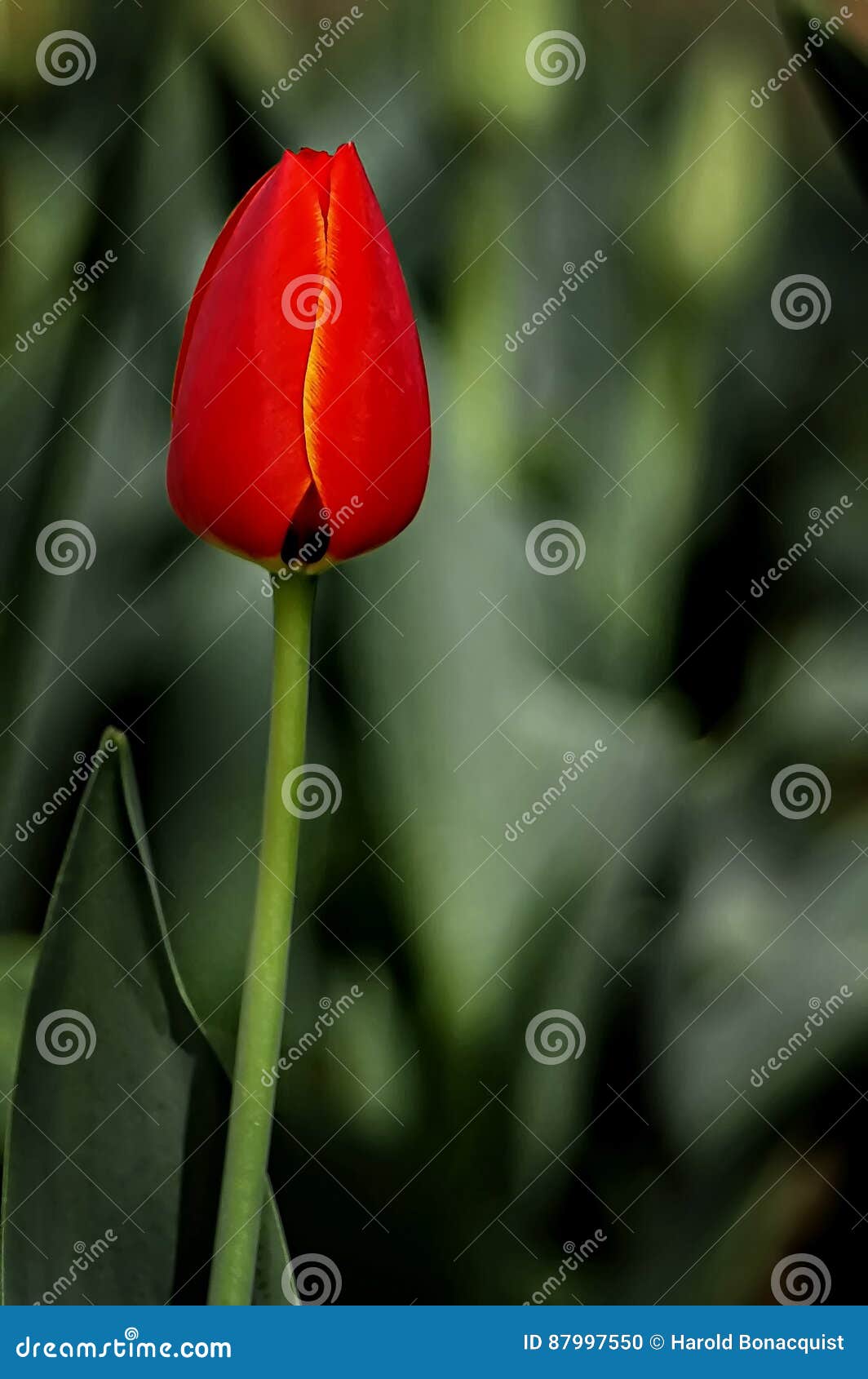 Single Red Tulip Against a Dark Background Stock Photo - Image of color ...