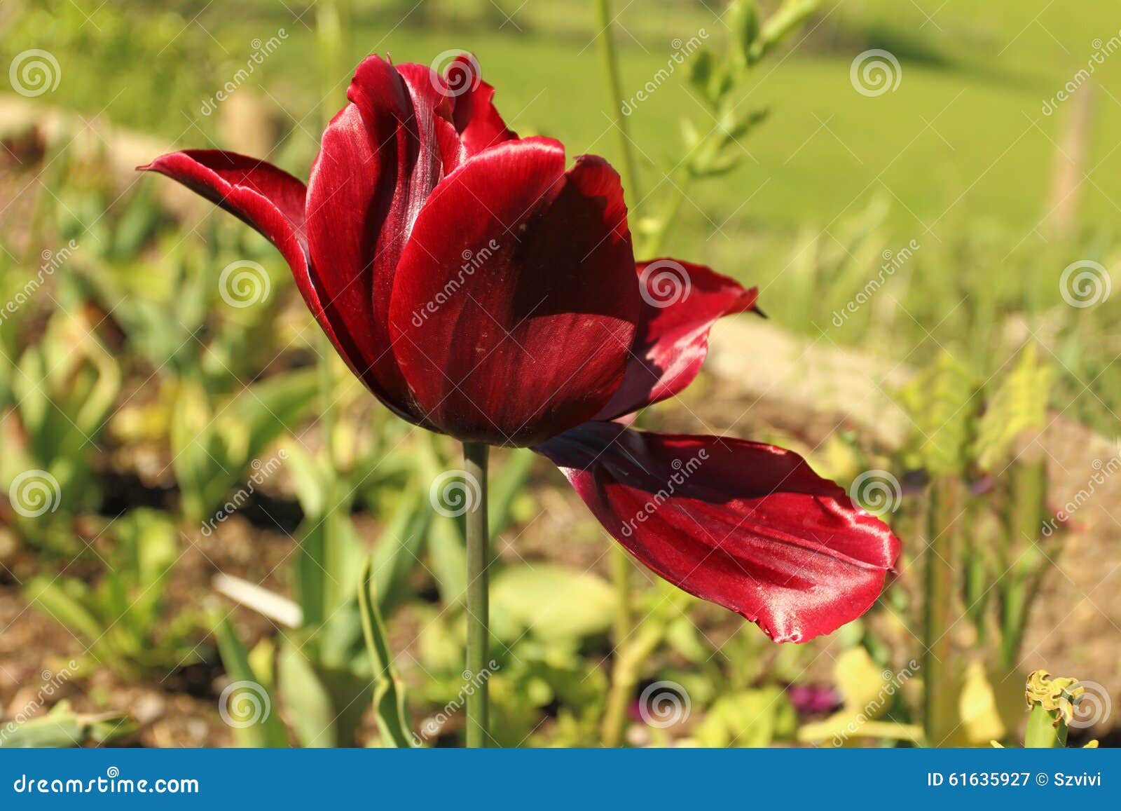 Single red tulip stock image. Image of tulip, flower - 61635927