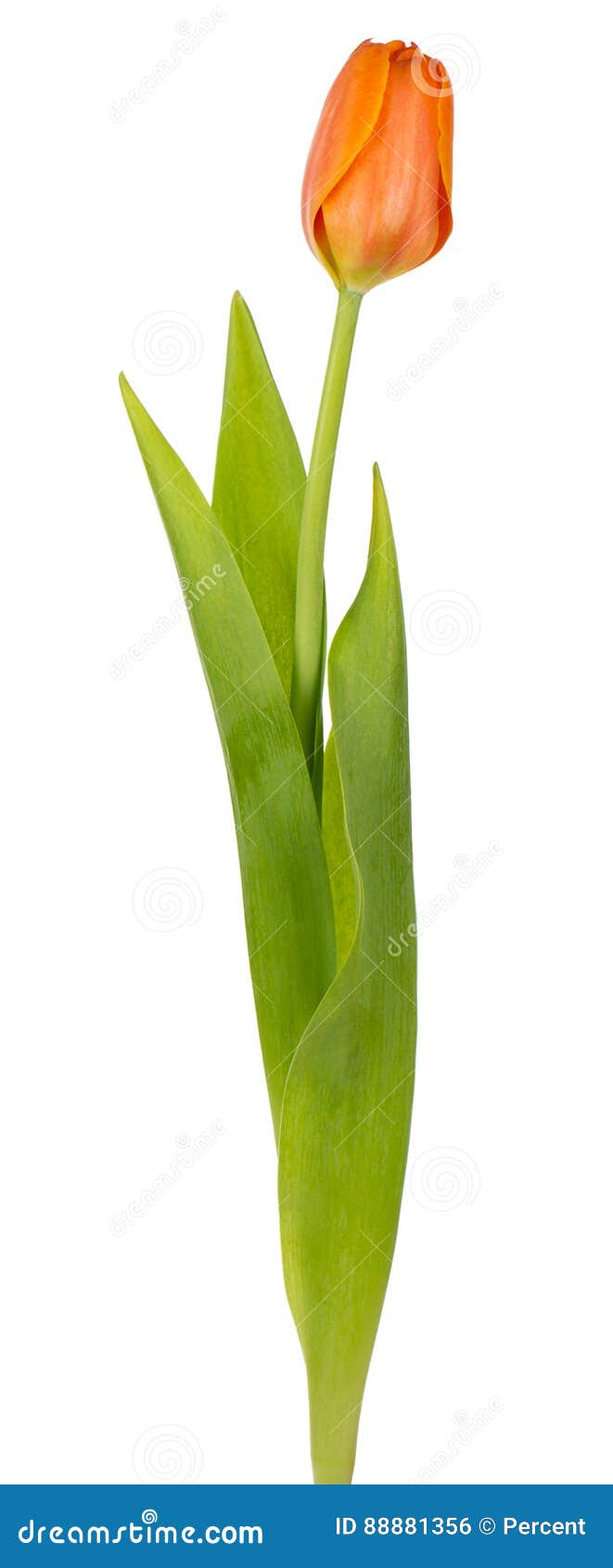 Single red tulip stock photo. Image of flowers, tulips - 88881356